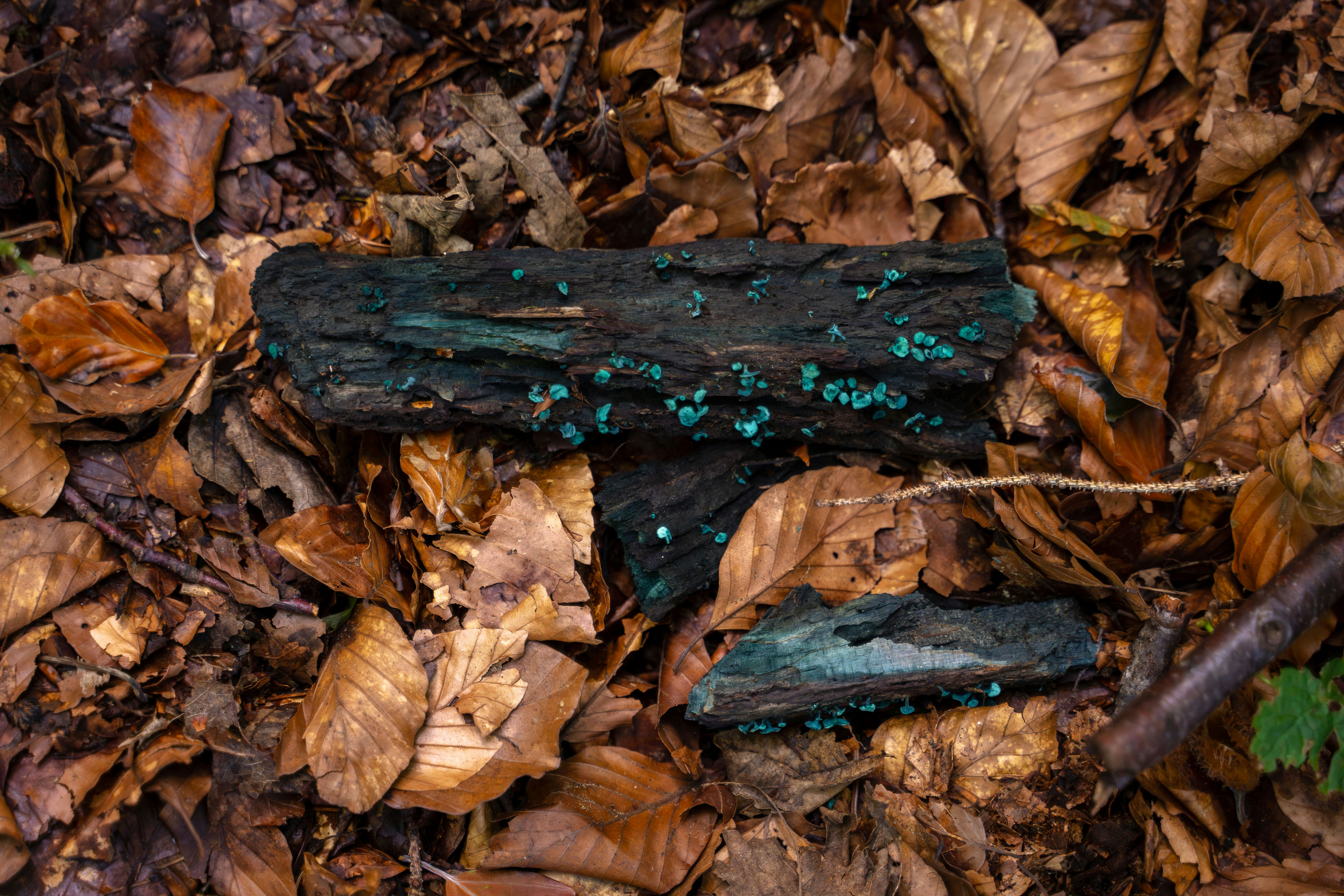 Split log with turquoise lichen resting among autumn leaves