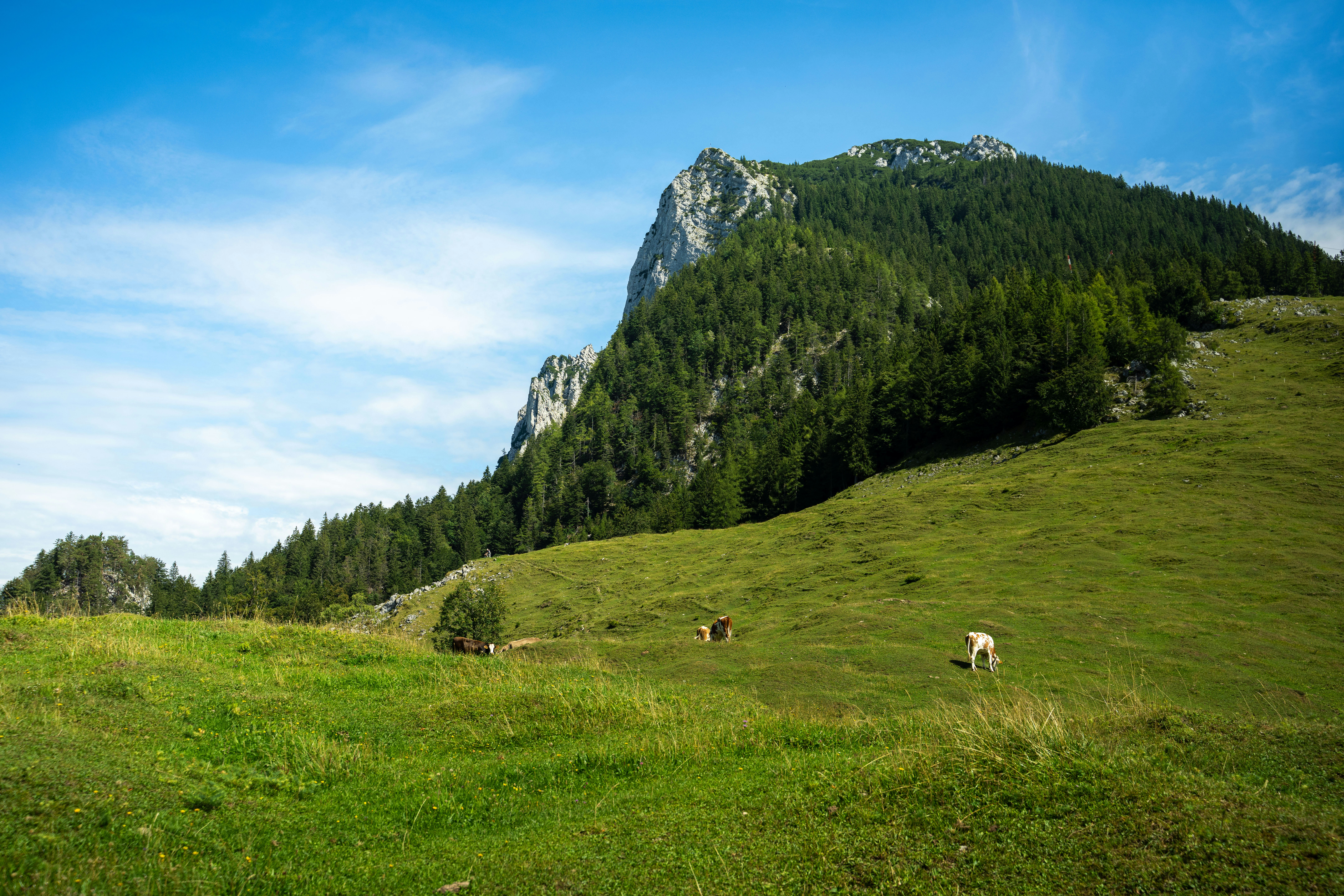 Sunlit meadow with grazing cows at the hillside base and a forested mountain rising behind under a blue sky.
