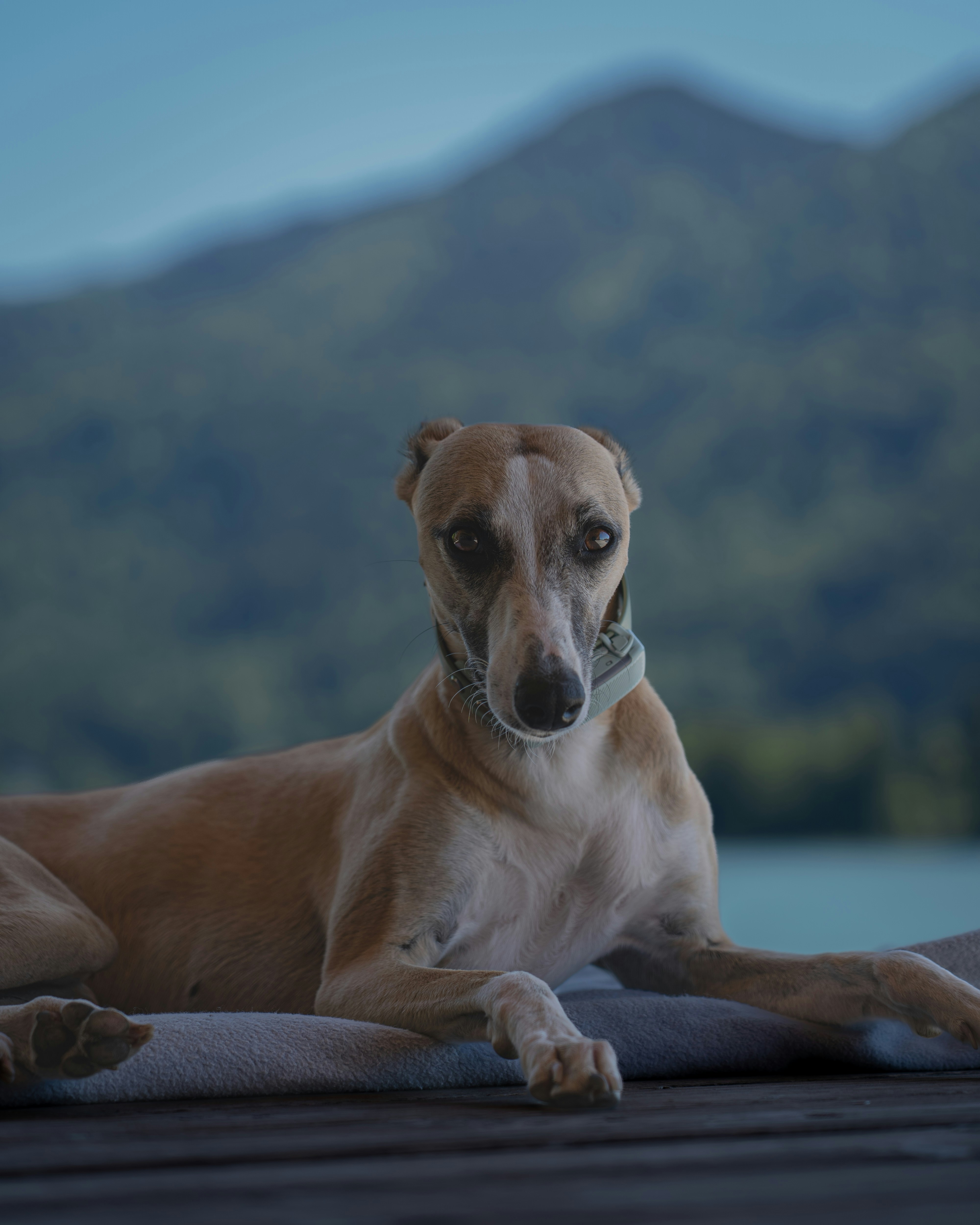 Quiet Confidence: A relaxed hound by the mountain lake