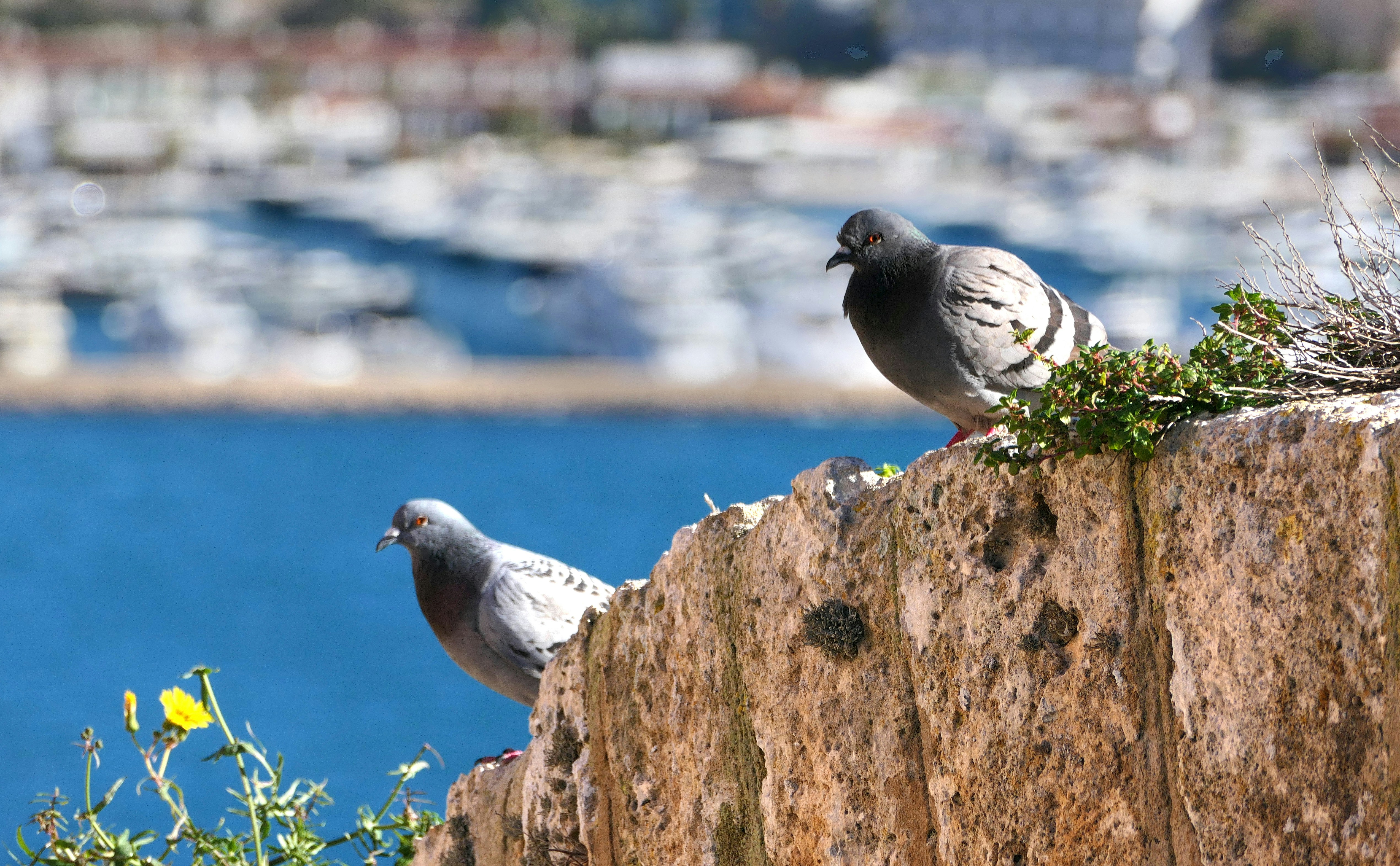 Two pigeons on a weathered stone wall overlooking a blue harbor