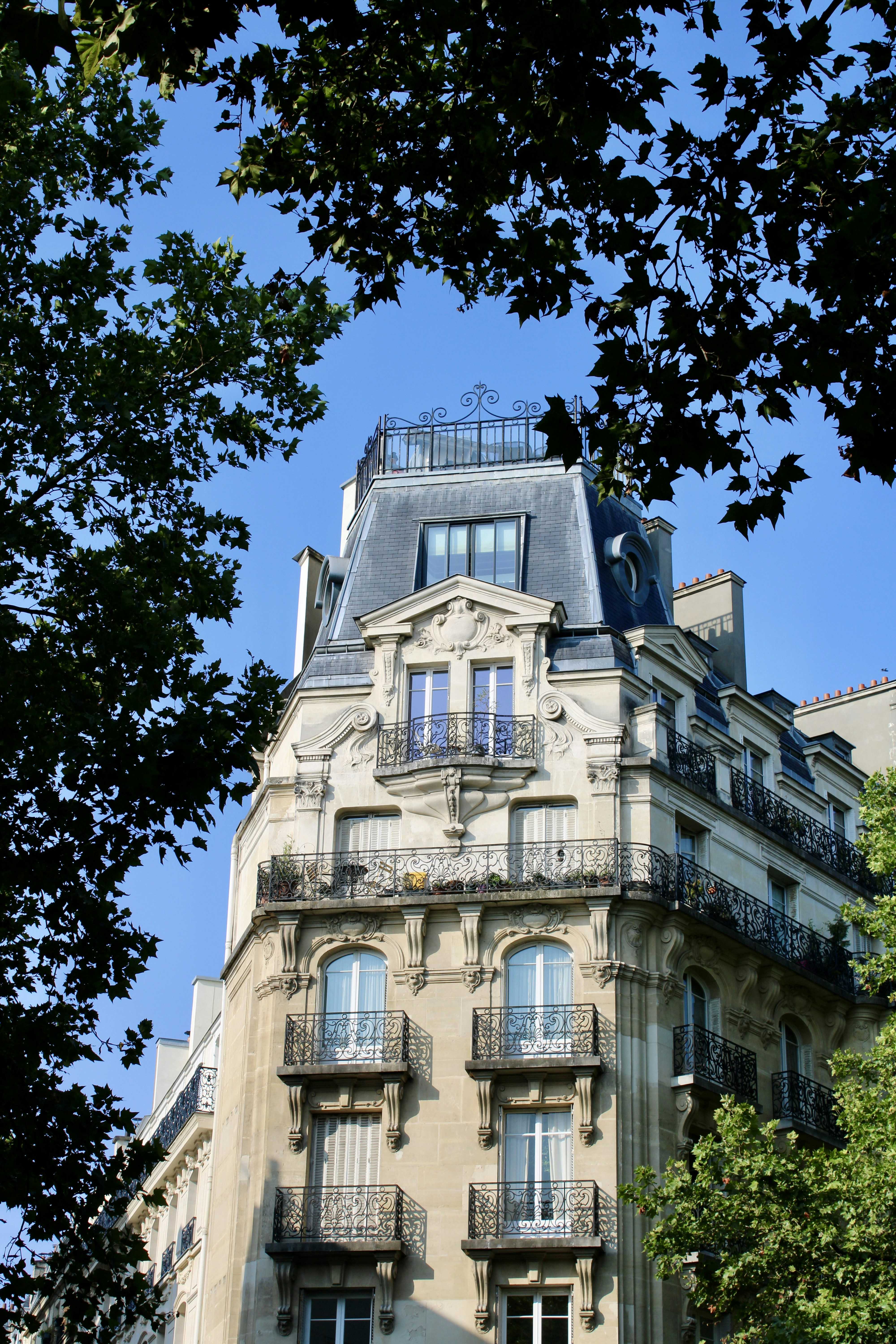 Sunlit Parisian Facade Rising Through a Canopy