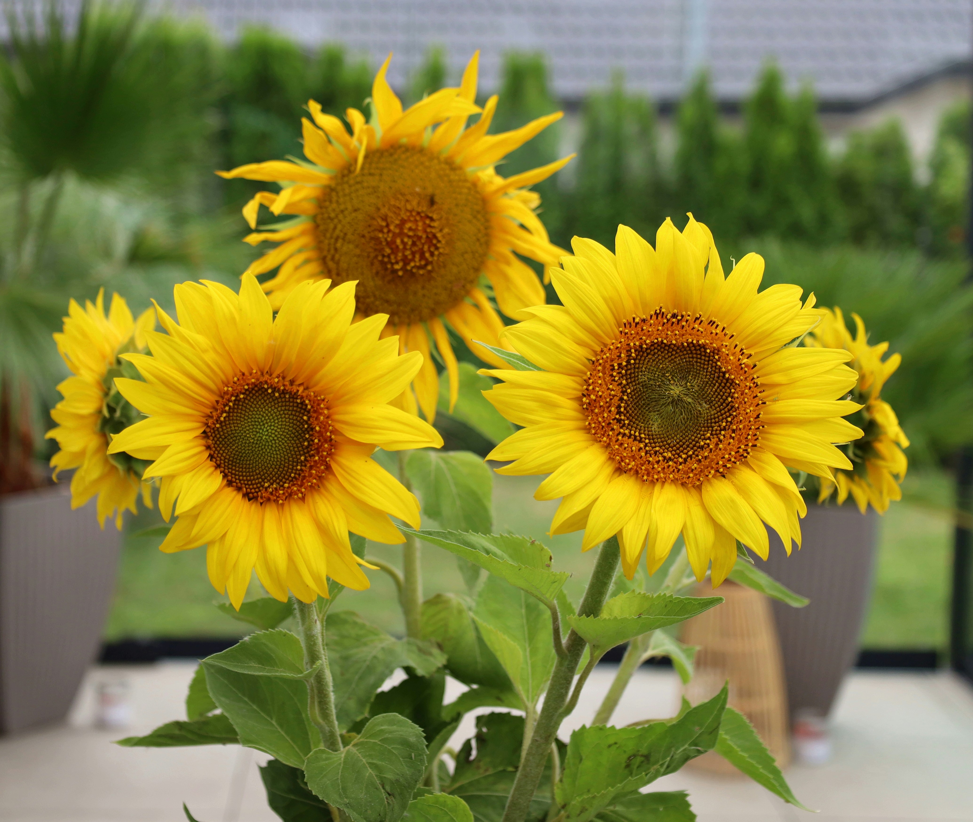 Sunlit Constellation: trio of sunflowers in a bright bloom
