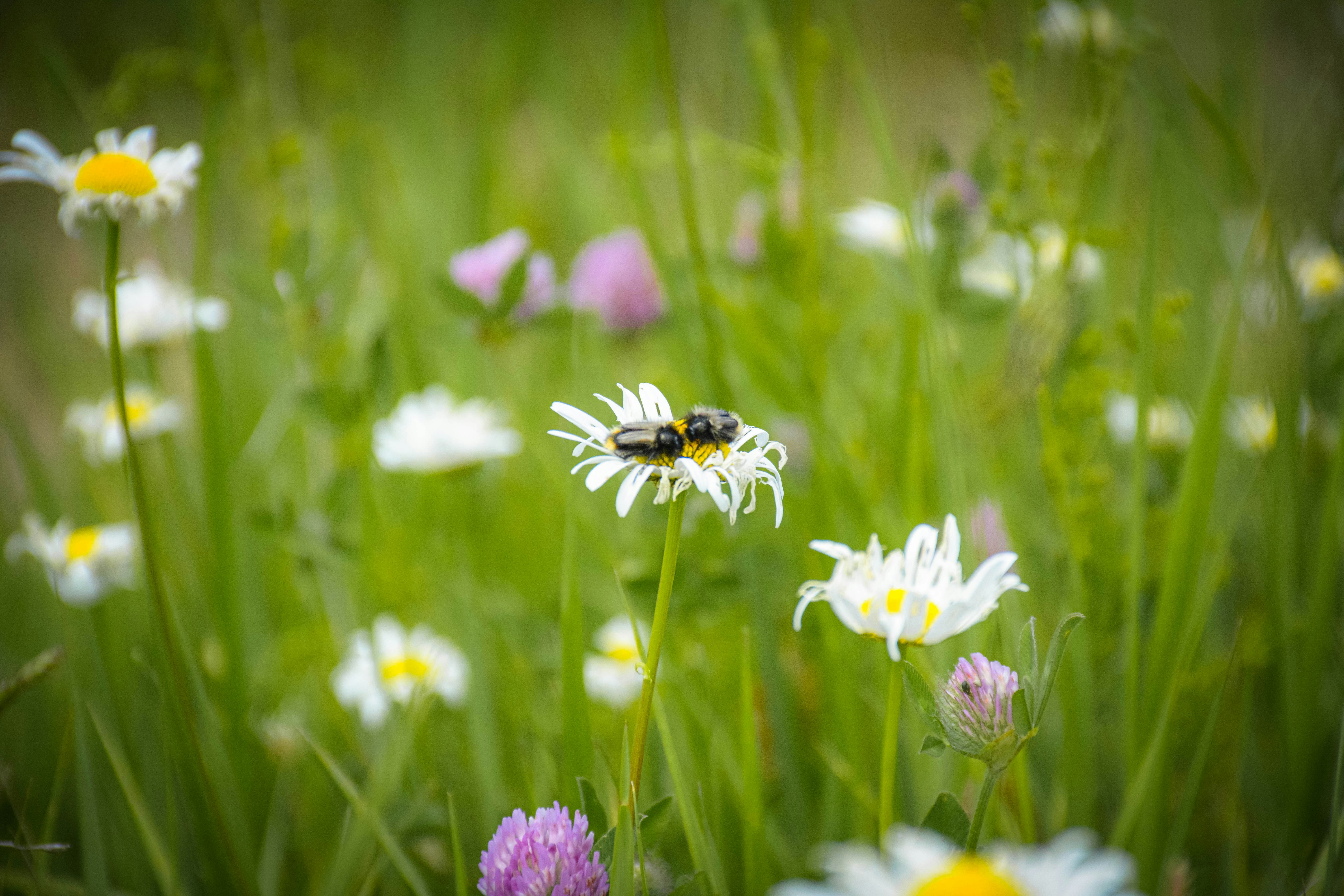 Bee on a Daisy Crowned in Morning Meadow