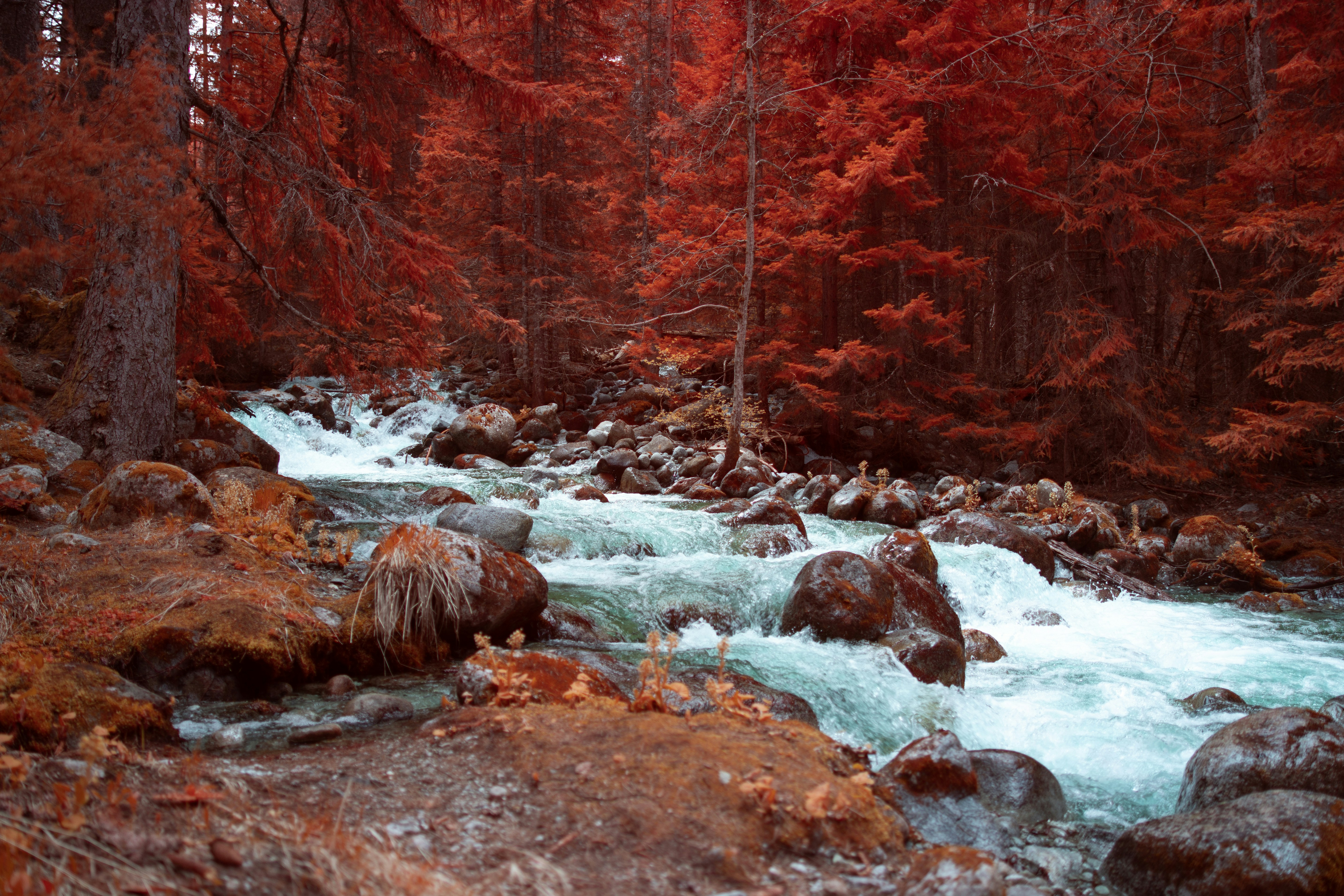 Red-tinged Forest Stream: A Fiery Autumn Cascade