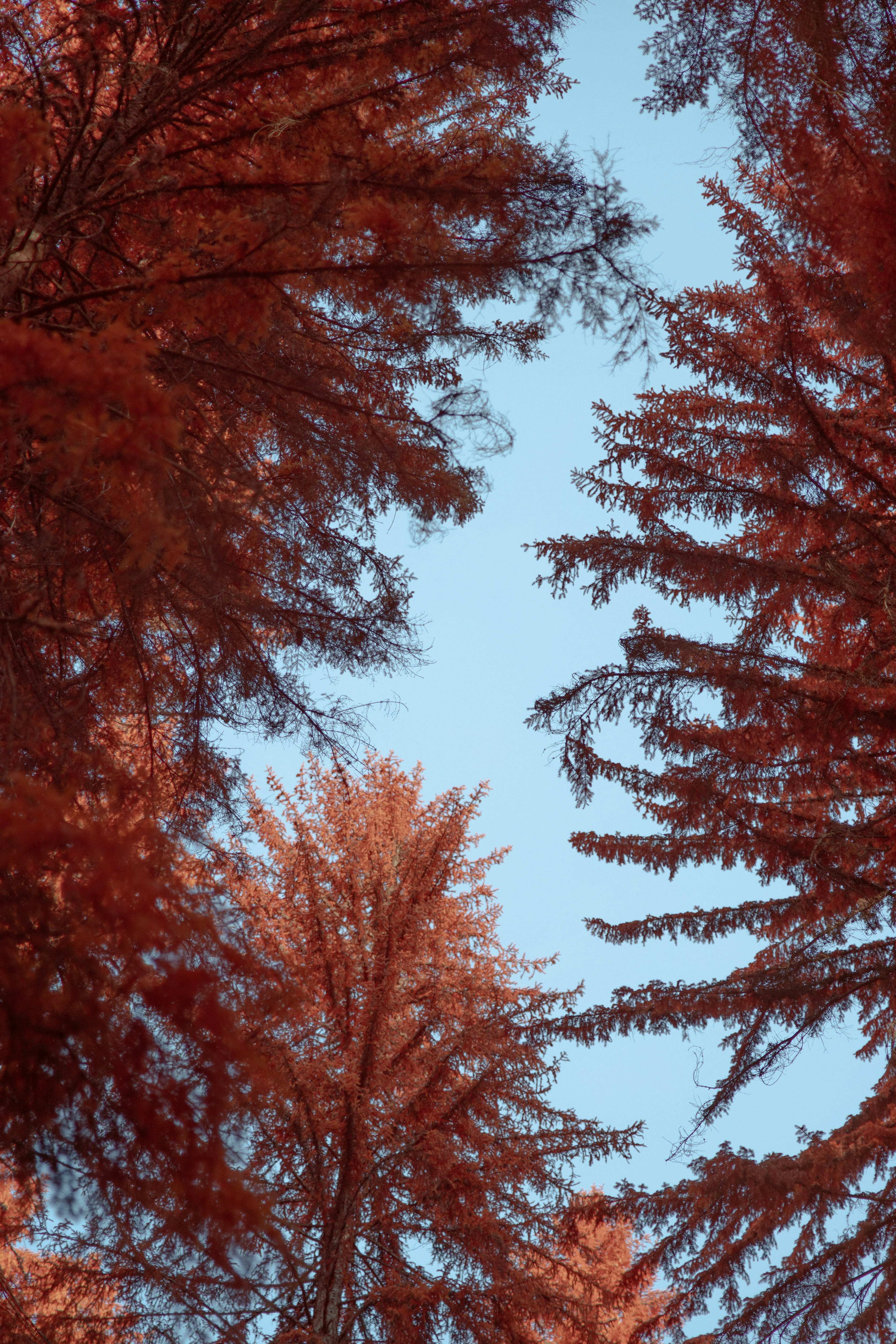 Crimson Canopy Reaching for a Clear Sky