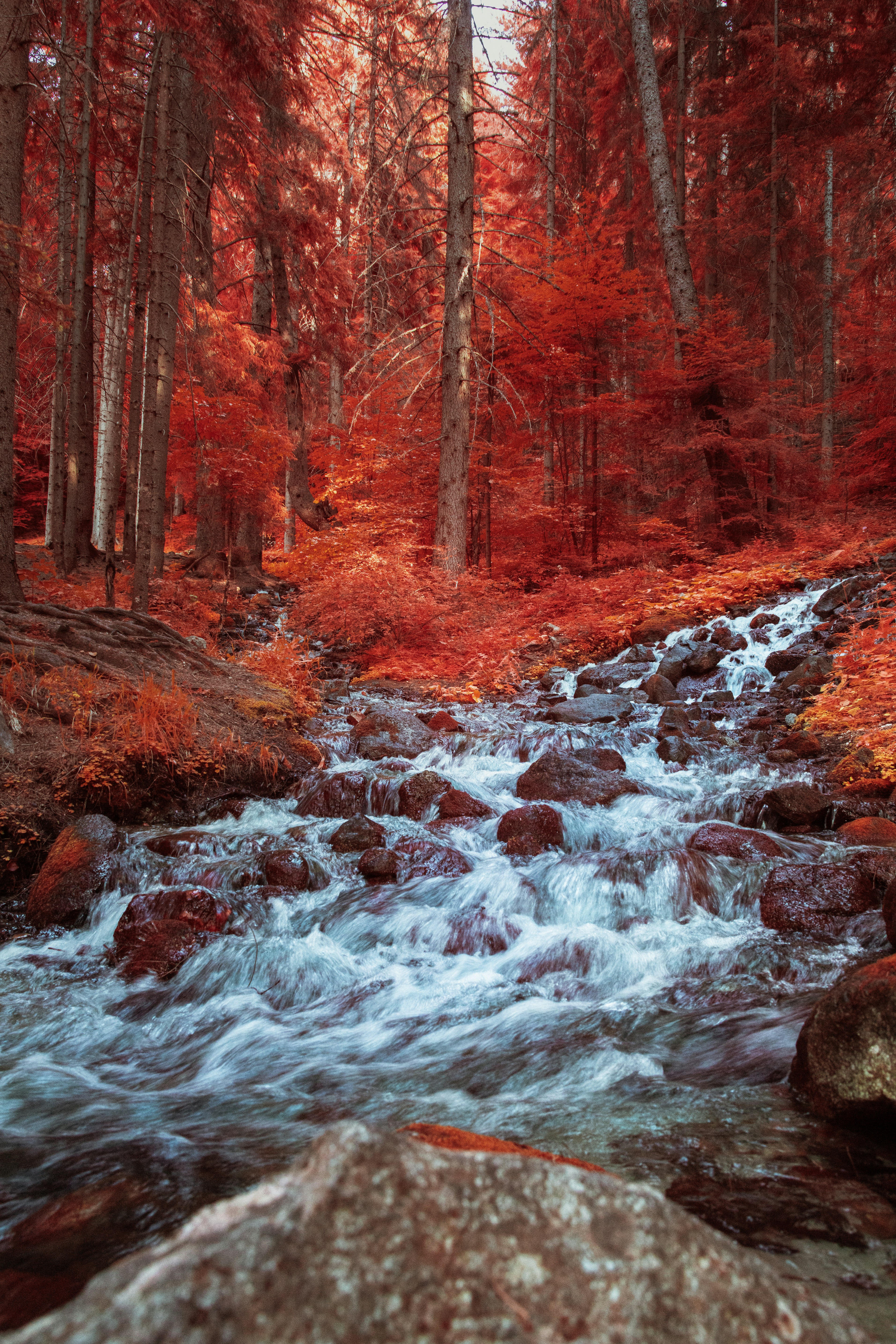 Red Radiance in the Rapids