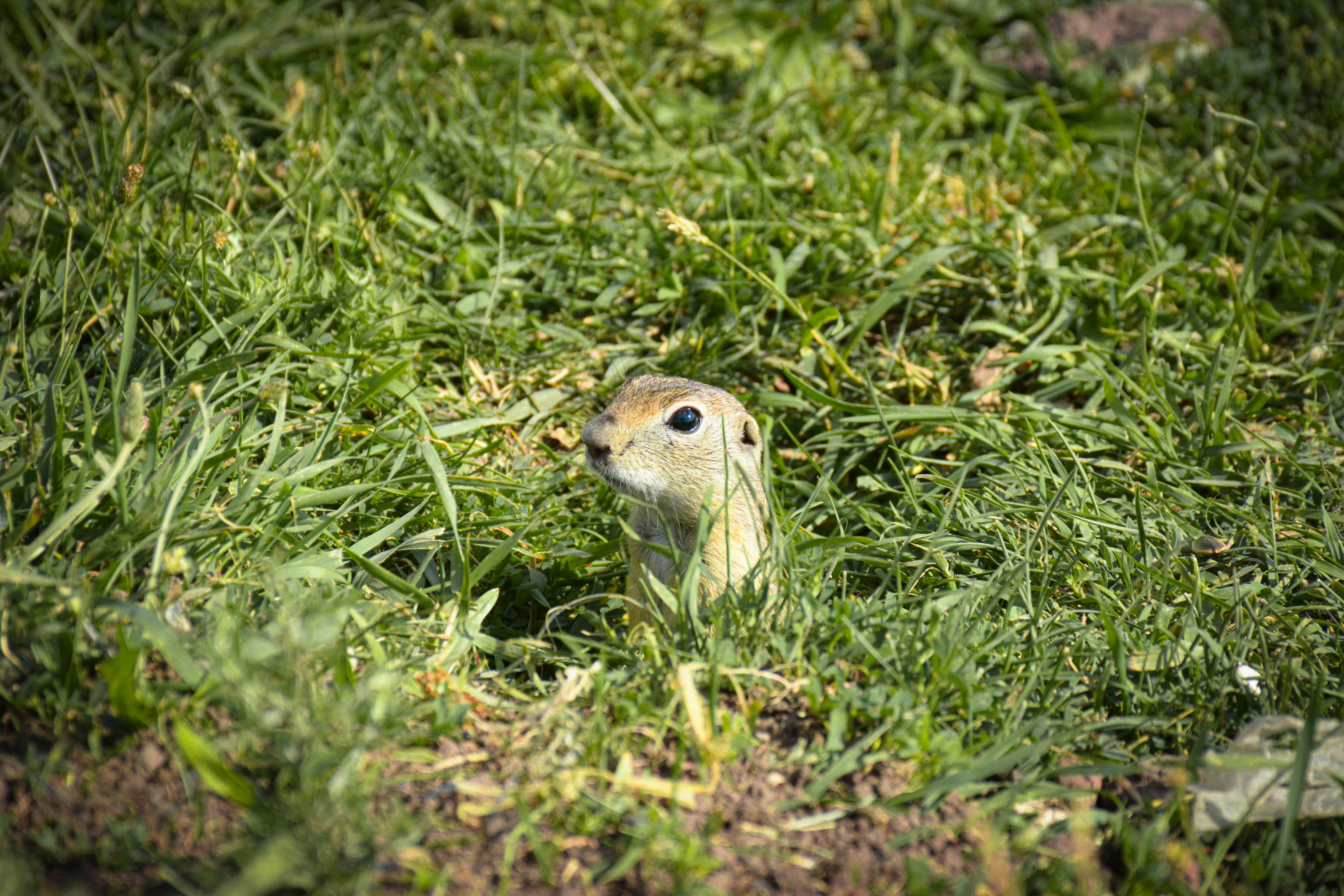 Nibbling in the Grass: A Burrowing Ground Squirrel Peeks Through the Meadow