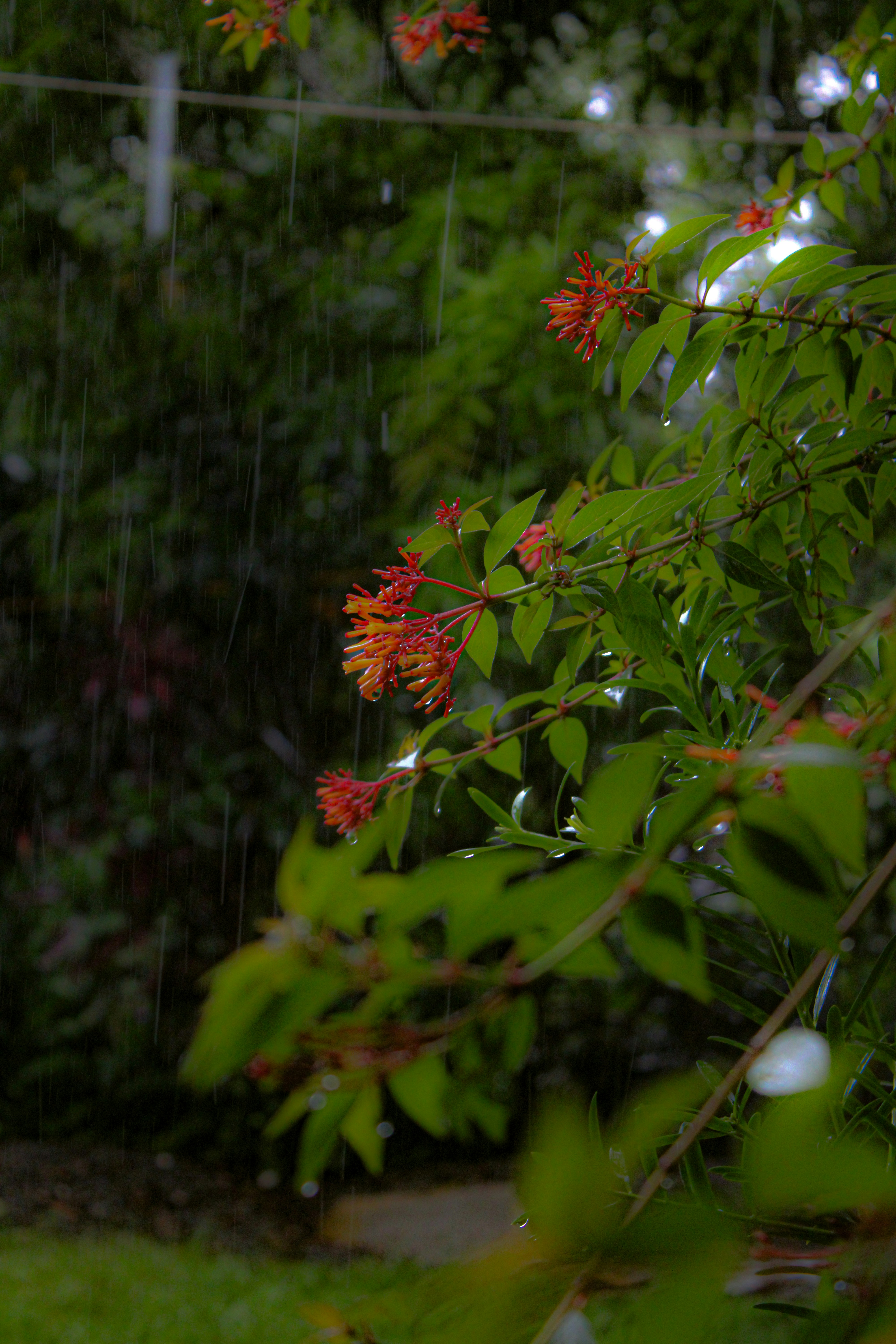 Red-orange flower clusters glisten in a gentle rain, with surrounding green leaves blurred in the background for a moody garden scene.