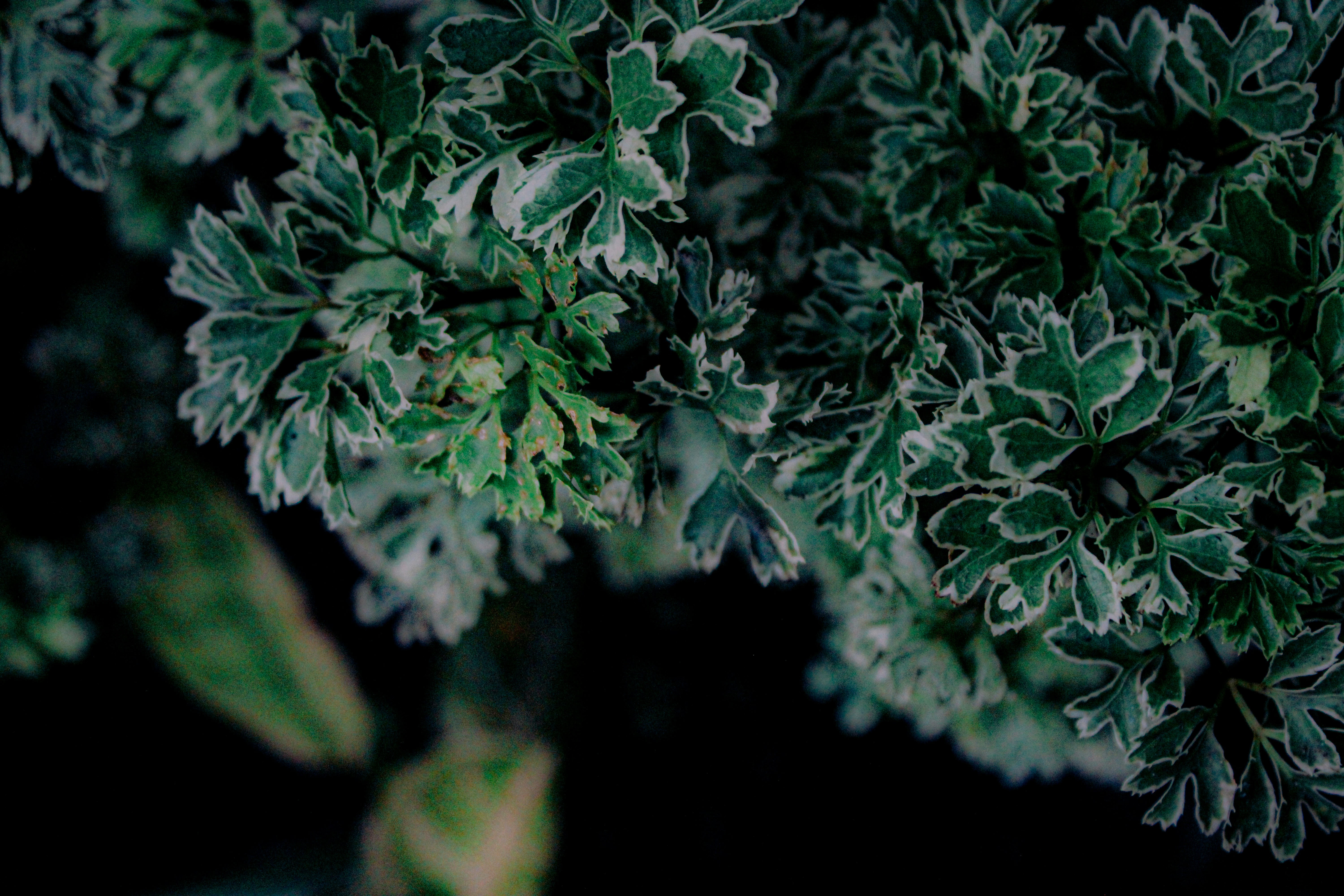 Frosted Edges: A Close-Up of Verdant Textures