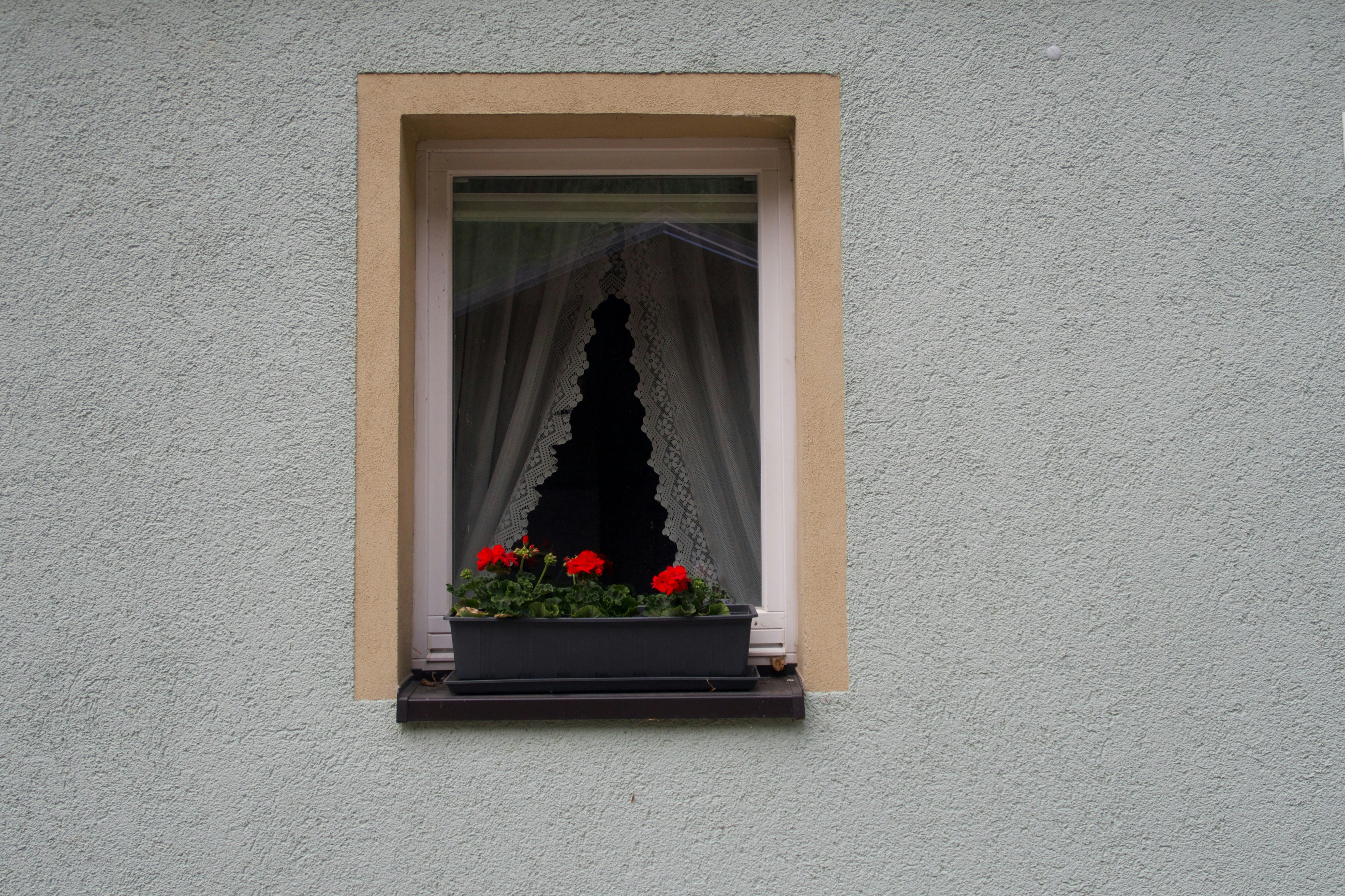 Muted window box with red blooms under a layered curtain