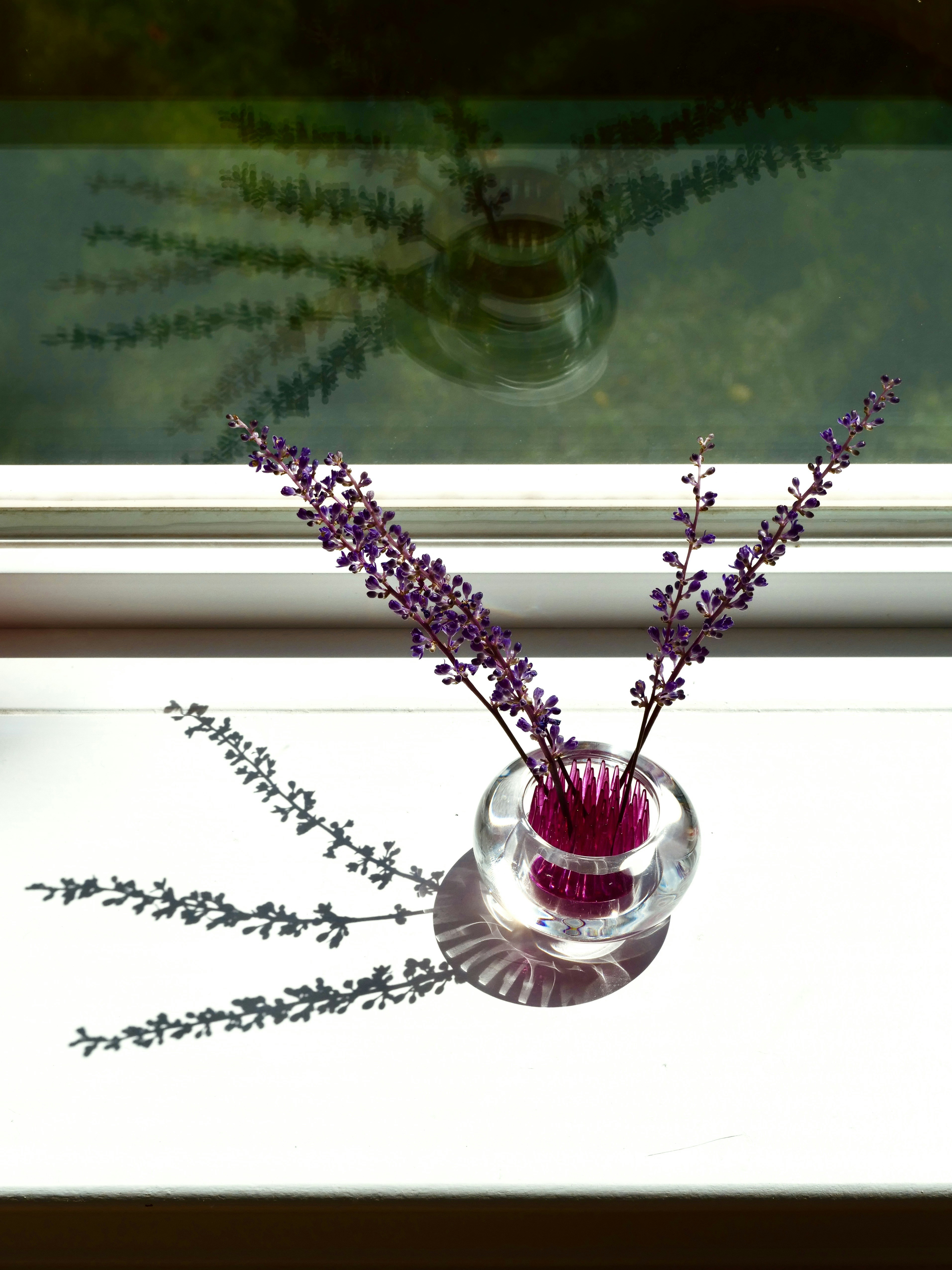 Lavender Crescendo on Window Sill
