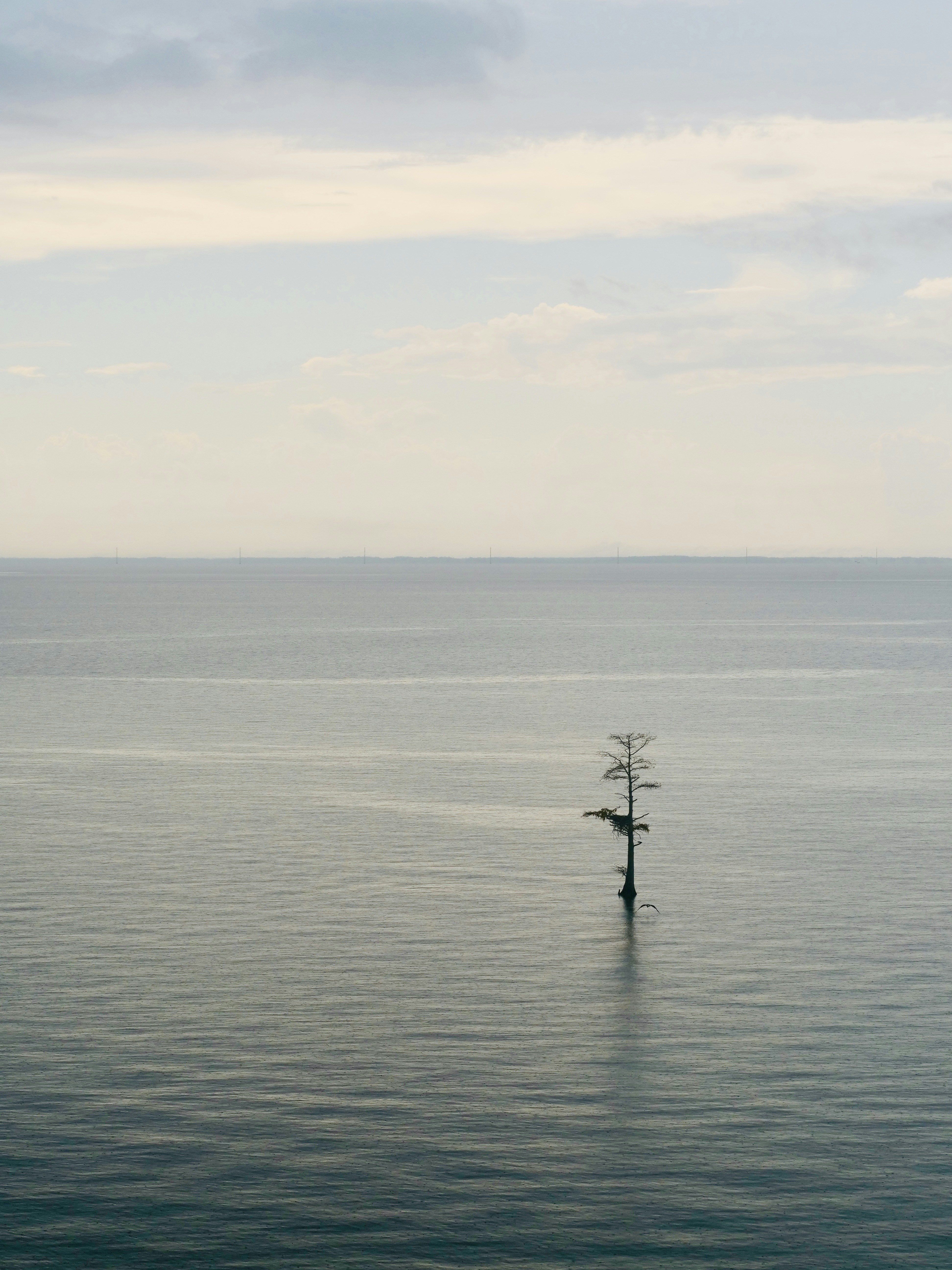 Lone Tree in Quiet Sea