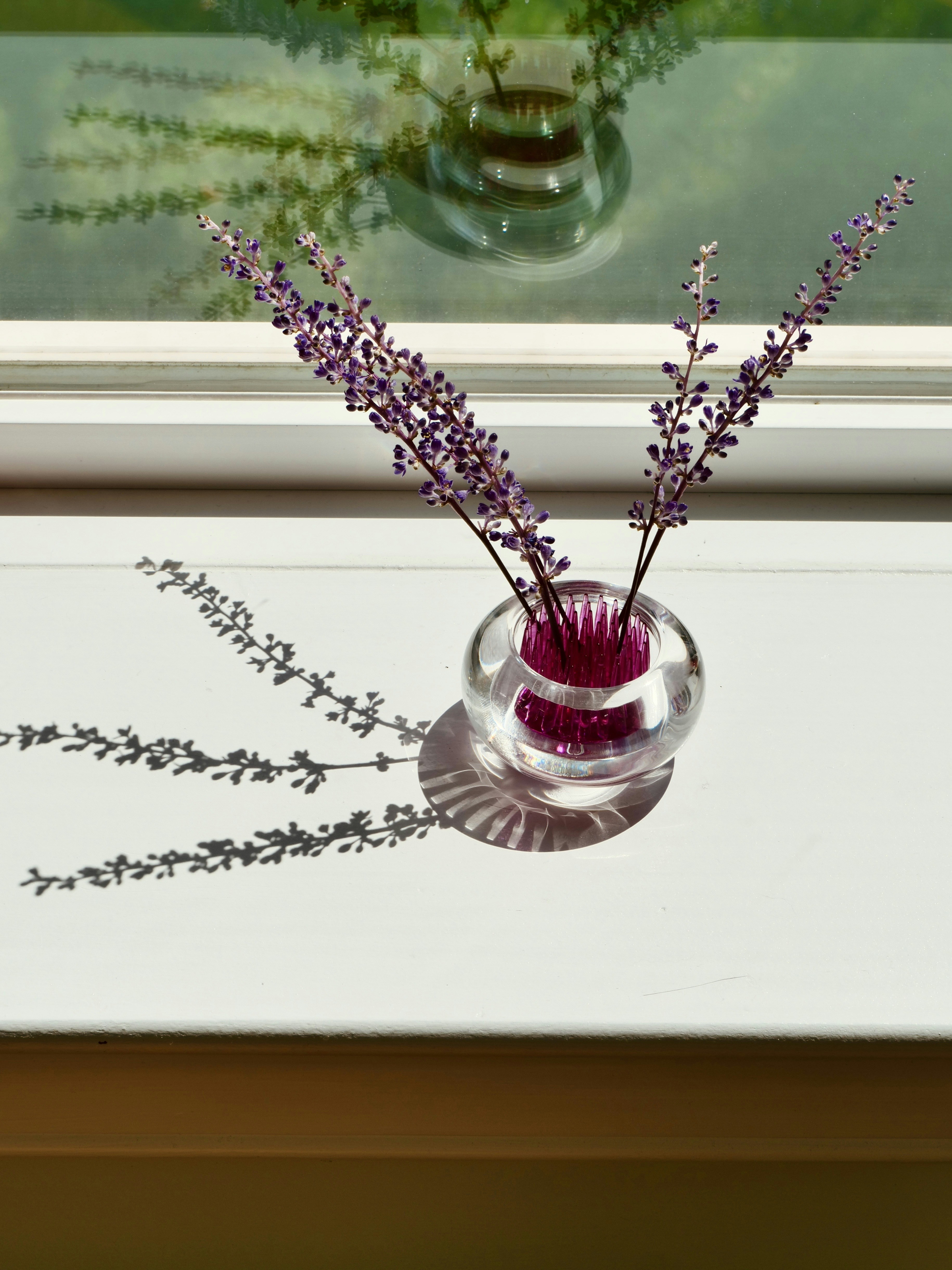 Lavender Echo in Windowlight