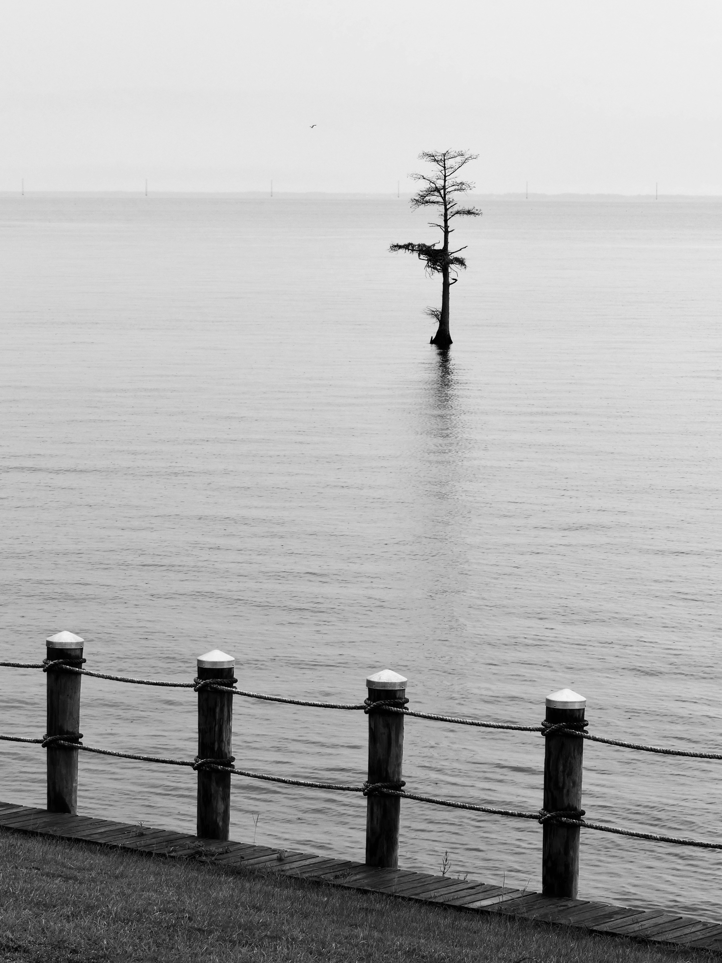 Lonely Tree in a Calm Sea
