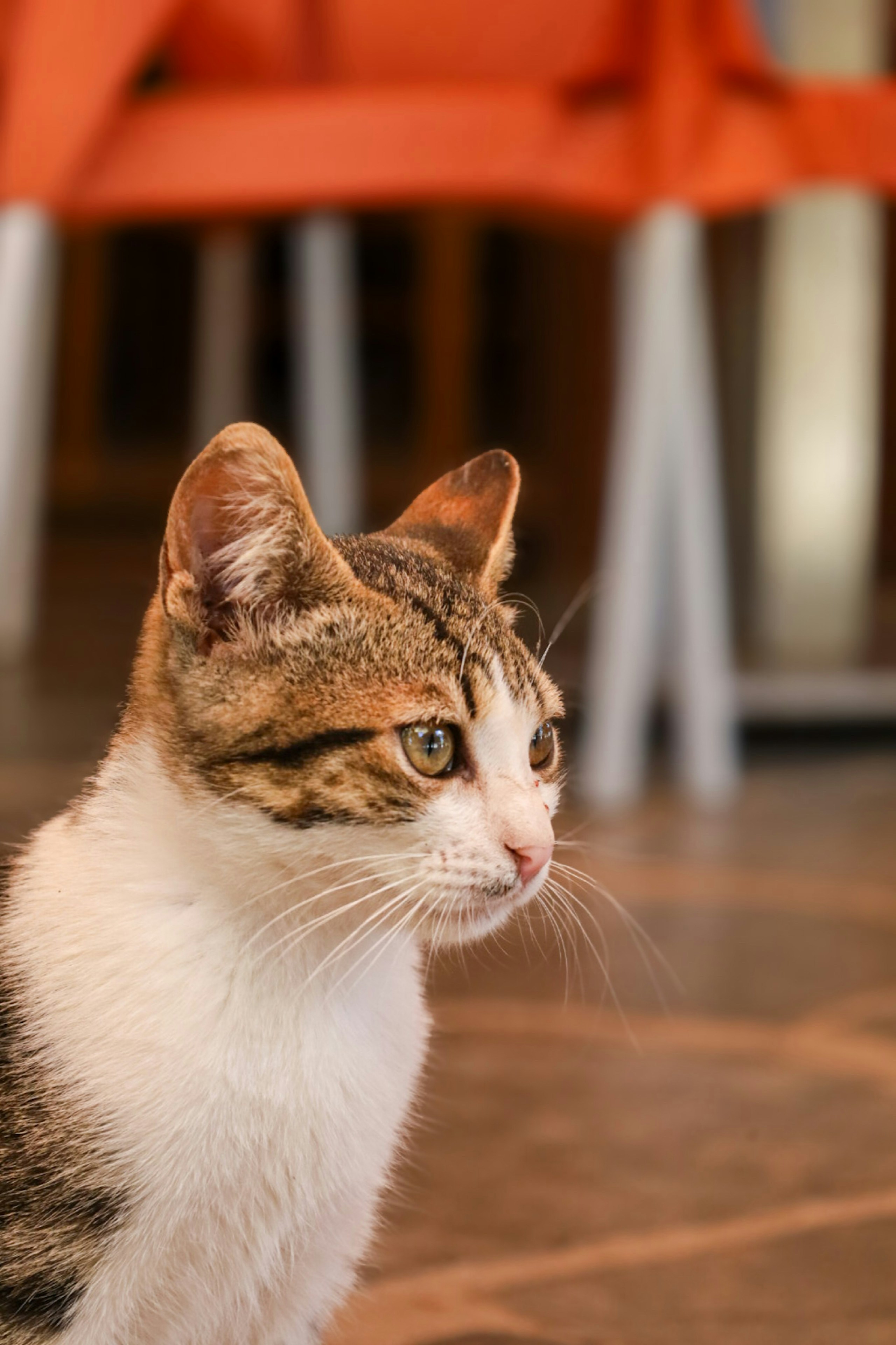 Curious Cat in Soft Spotlight