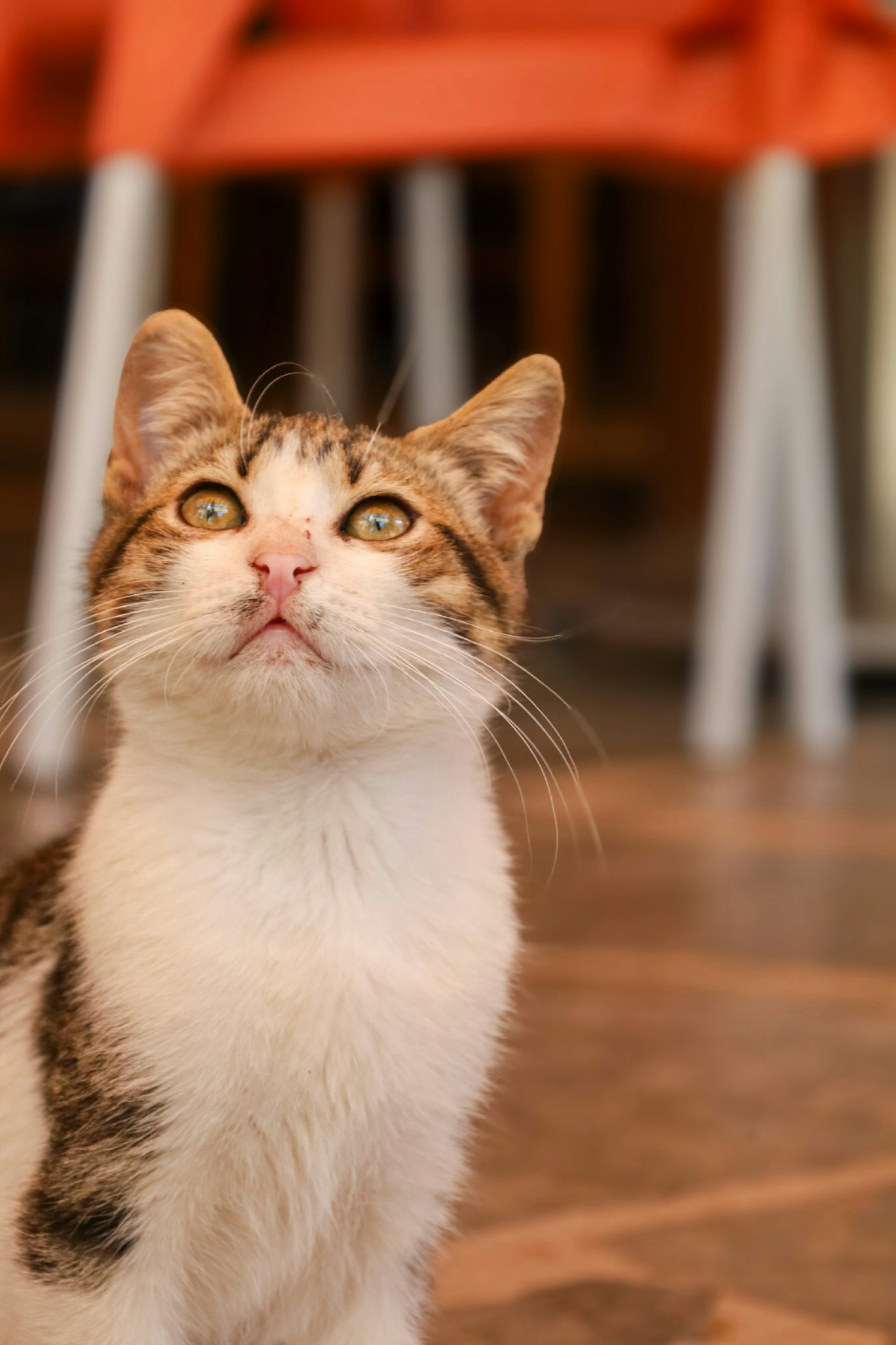 Curious tabby kitten gazes upward in a warm, indoor setting with wooden flooring and furniture legs softly blurred in the background. A close-up emphasis on the cat's expressive eyes and facial features.