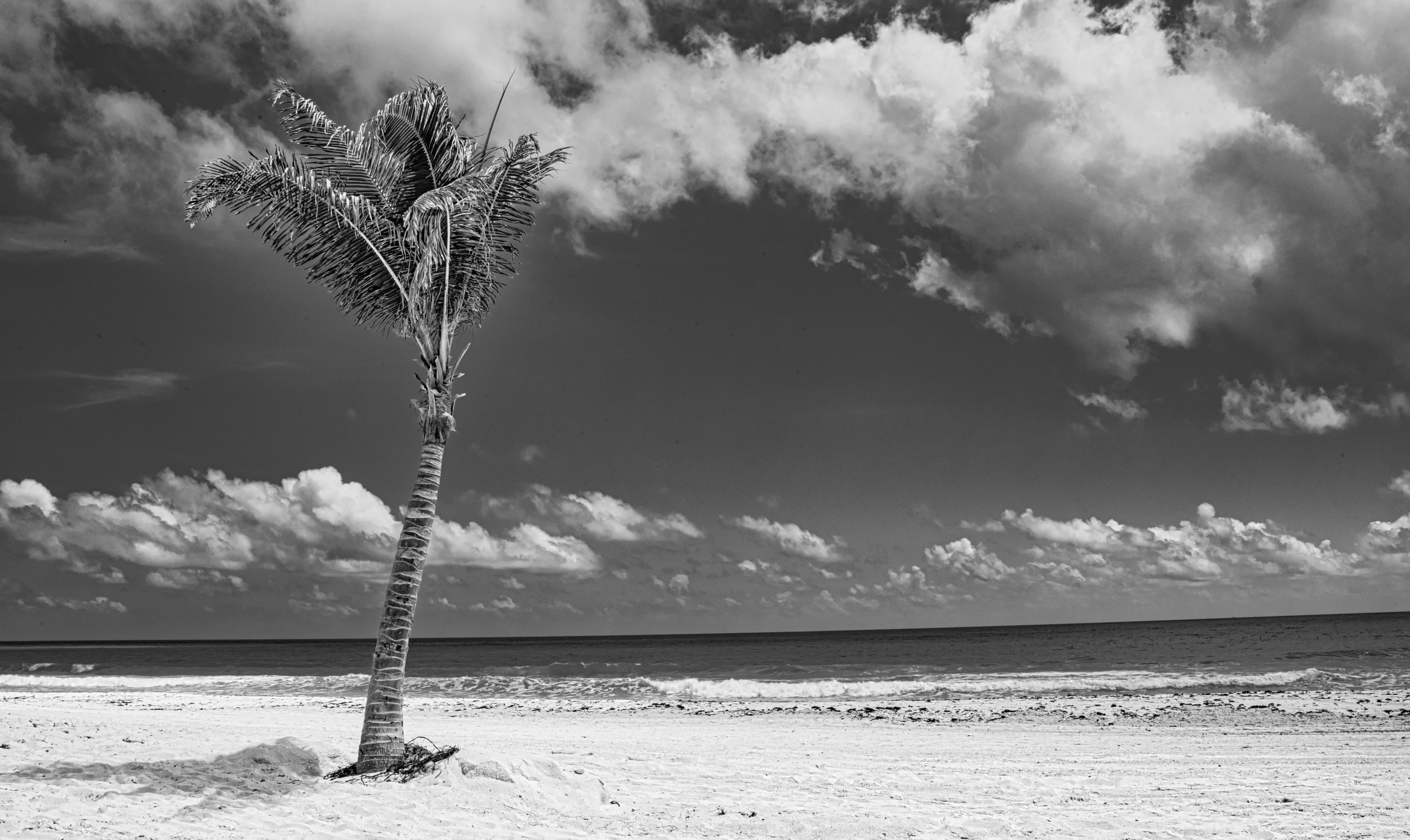 Single Palm on Snowy Beach under Broad Sky