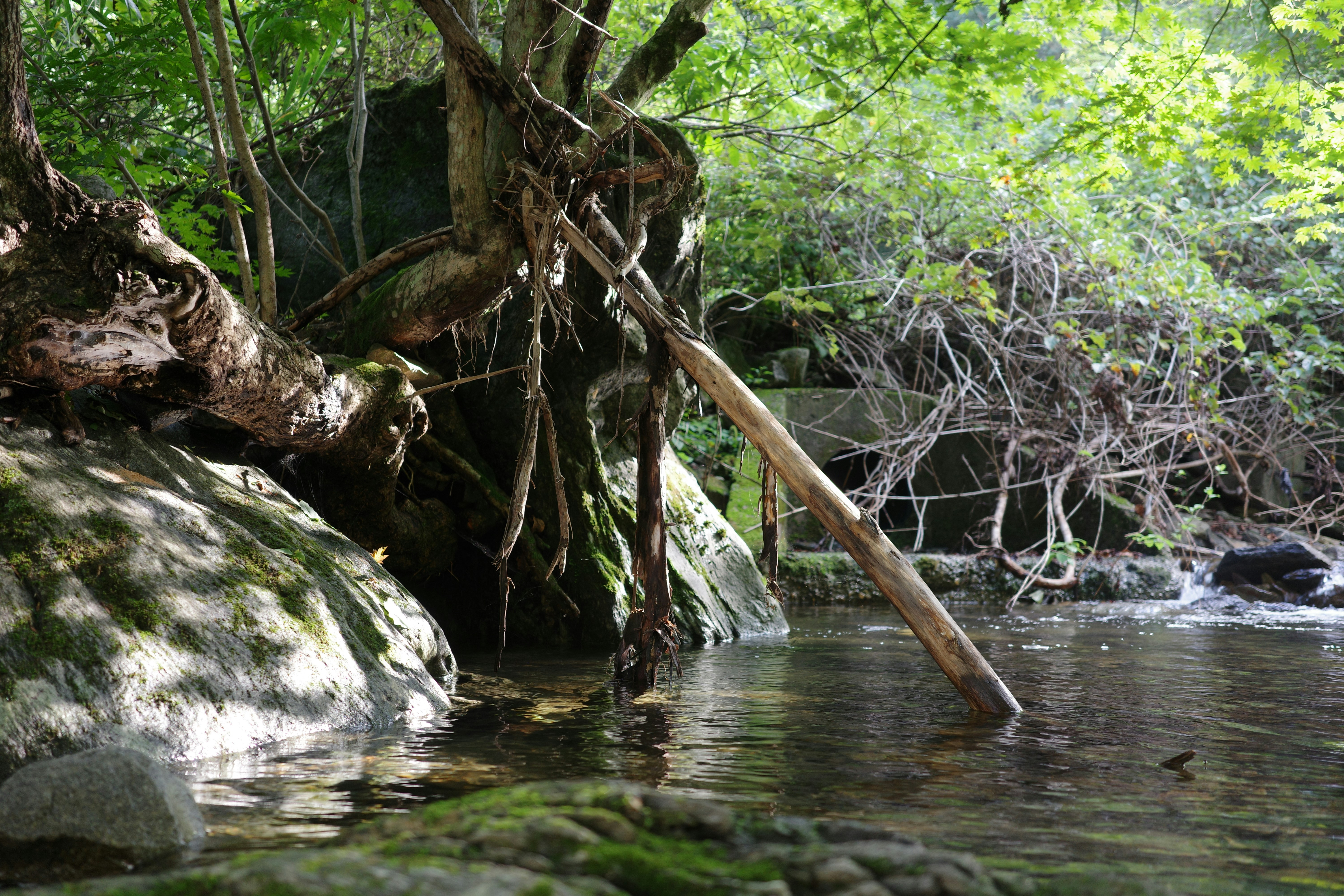 Tranquil Forest Stream: Roots, Moss, and a Leaning Log