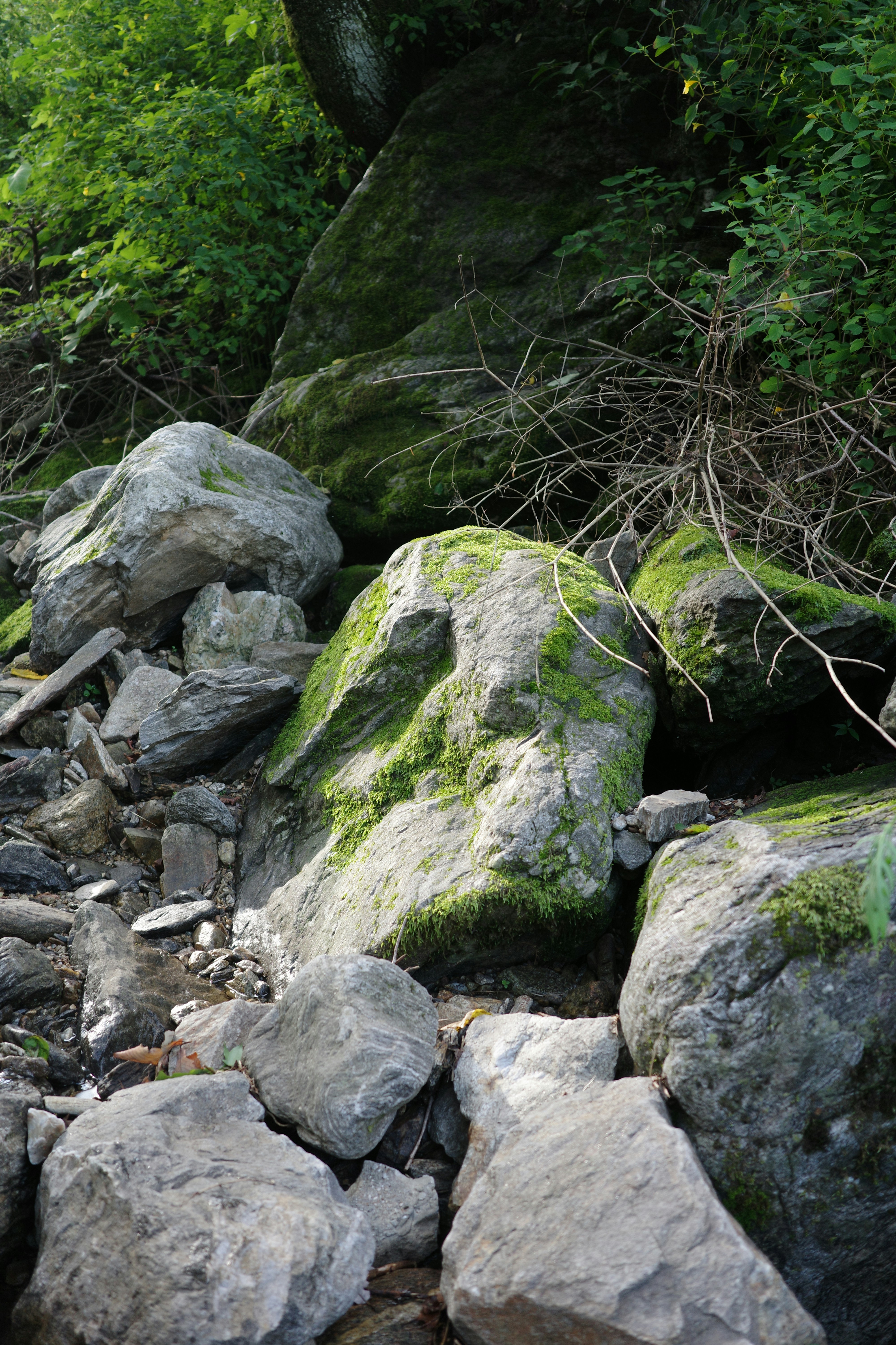 Moss-covered rocks and tangled branches line a rugged shoreline with dense greenery in the background. A natural rock composition emphasizing texture and contrast.