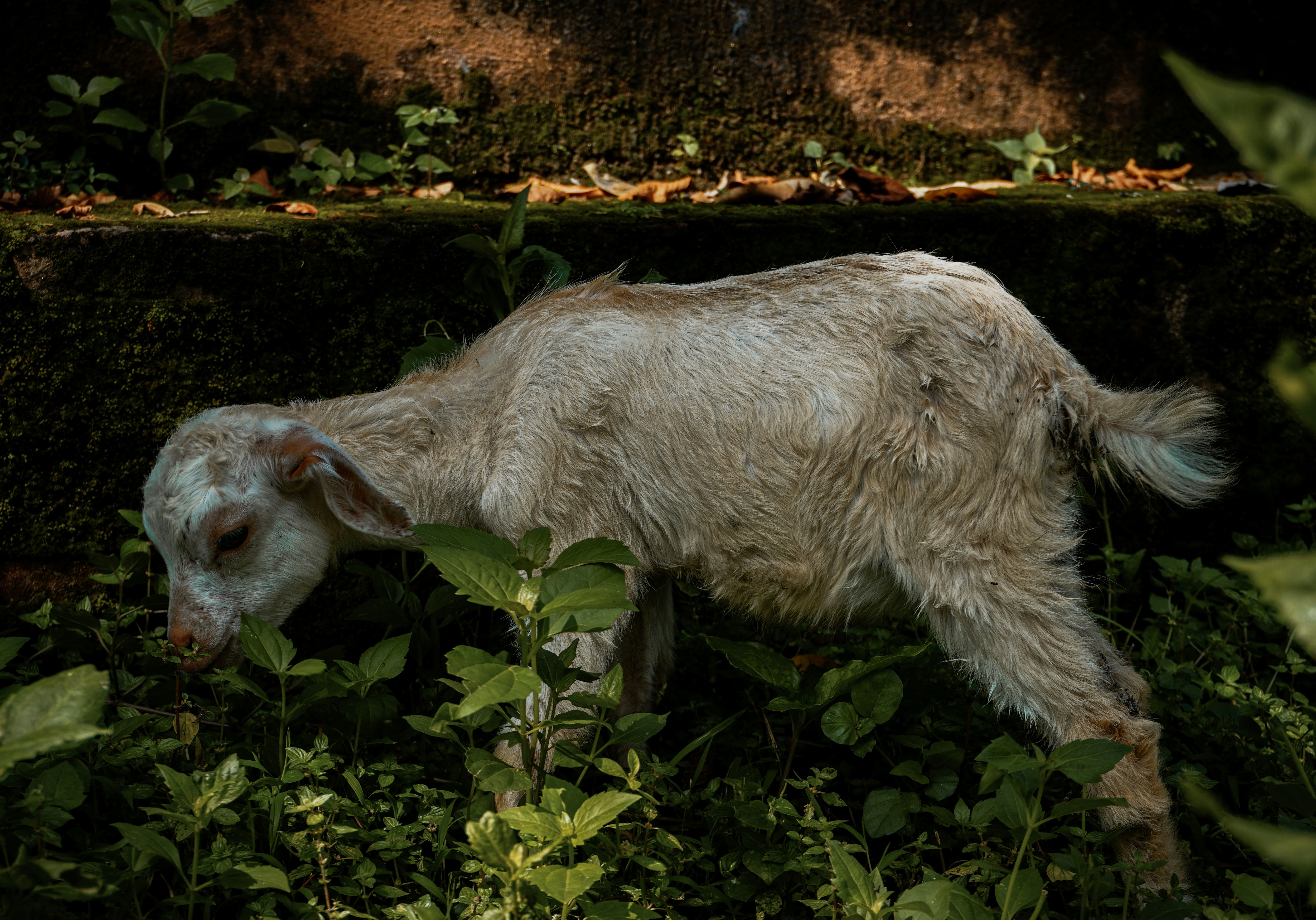 Muted-toned goat stands amid foliage near a mossy step, conveying a quiet moment in shaded outdoor terrain.