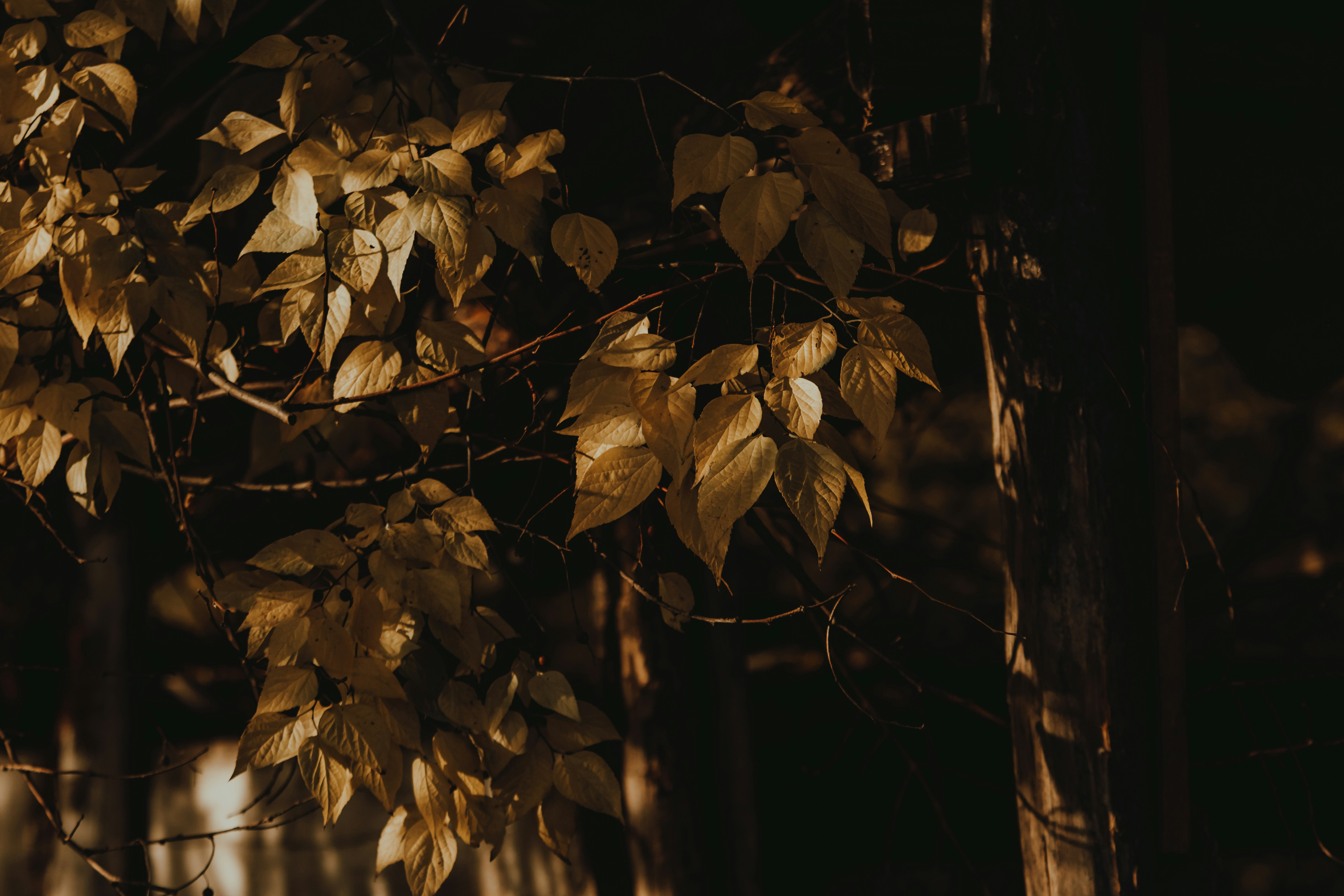 Golden Veins: Leaves in Dim Light