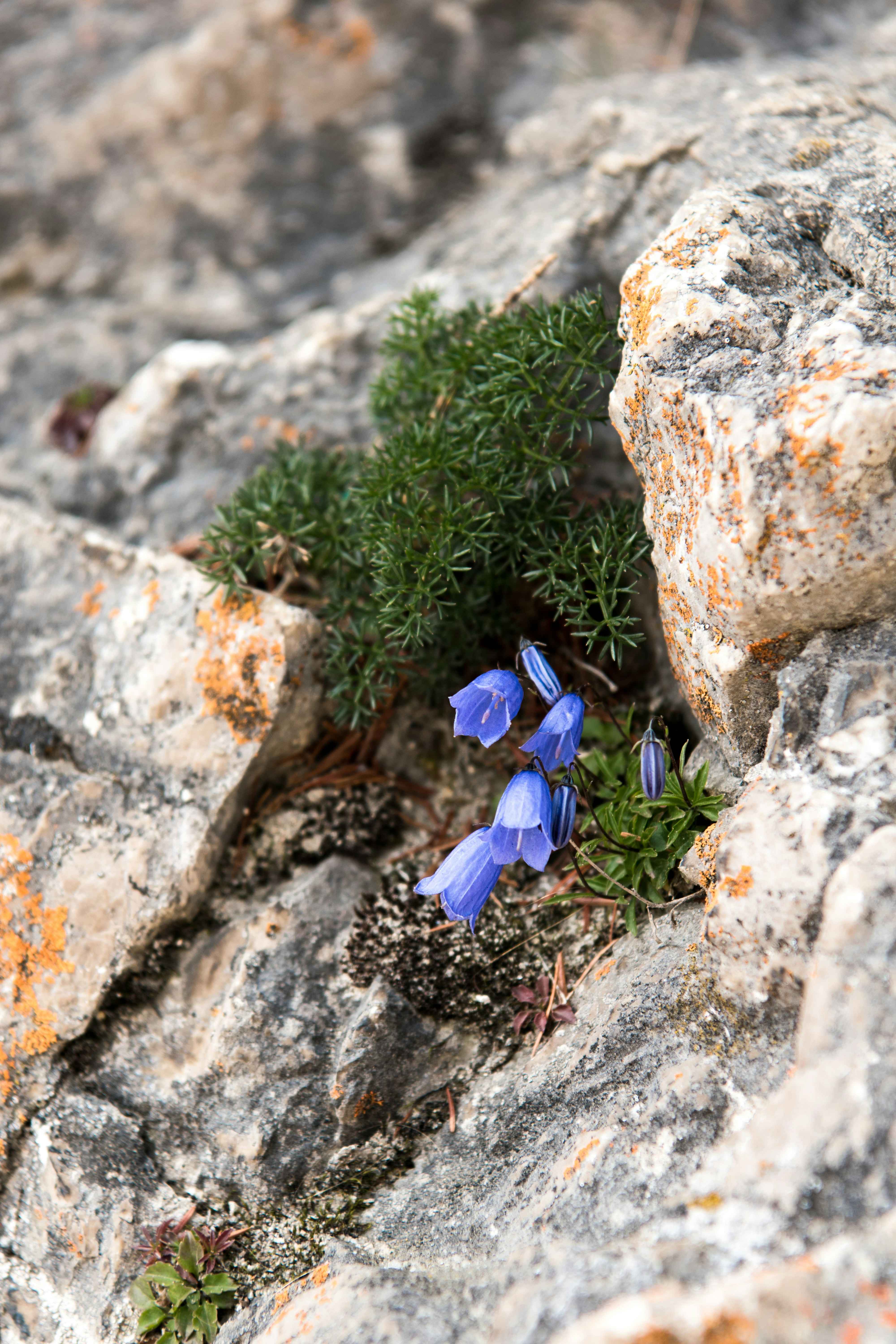 Bluebell in a Crag: Fragile Flowers among Rough Stones
