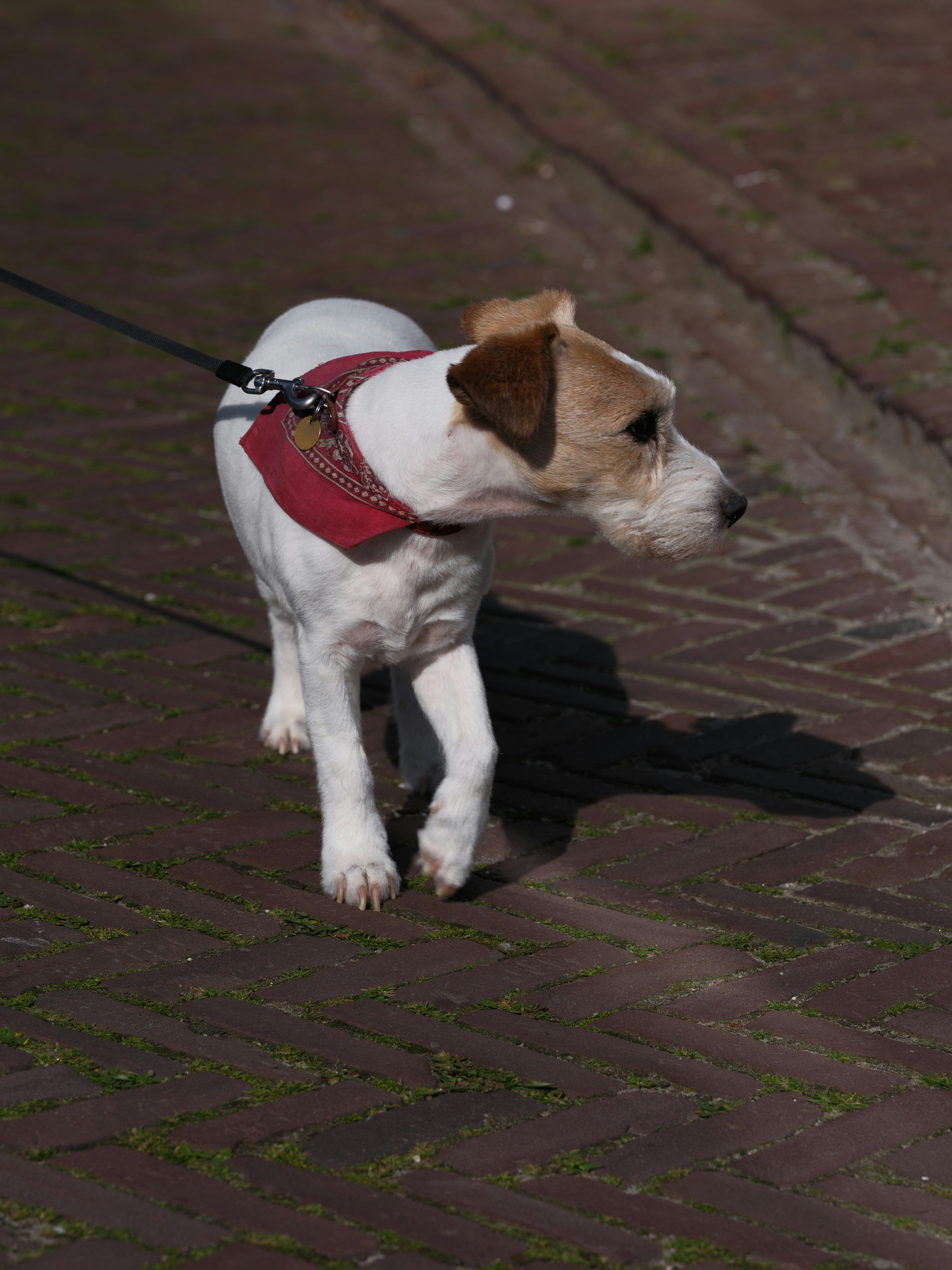 Red Bandana Rover on Bricked Path