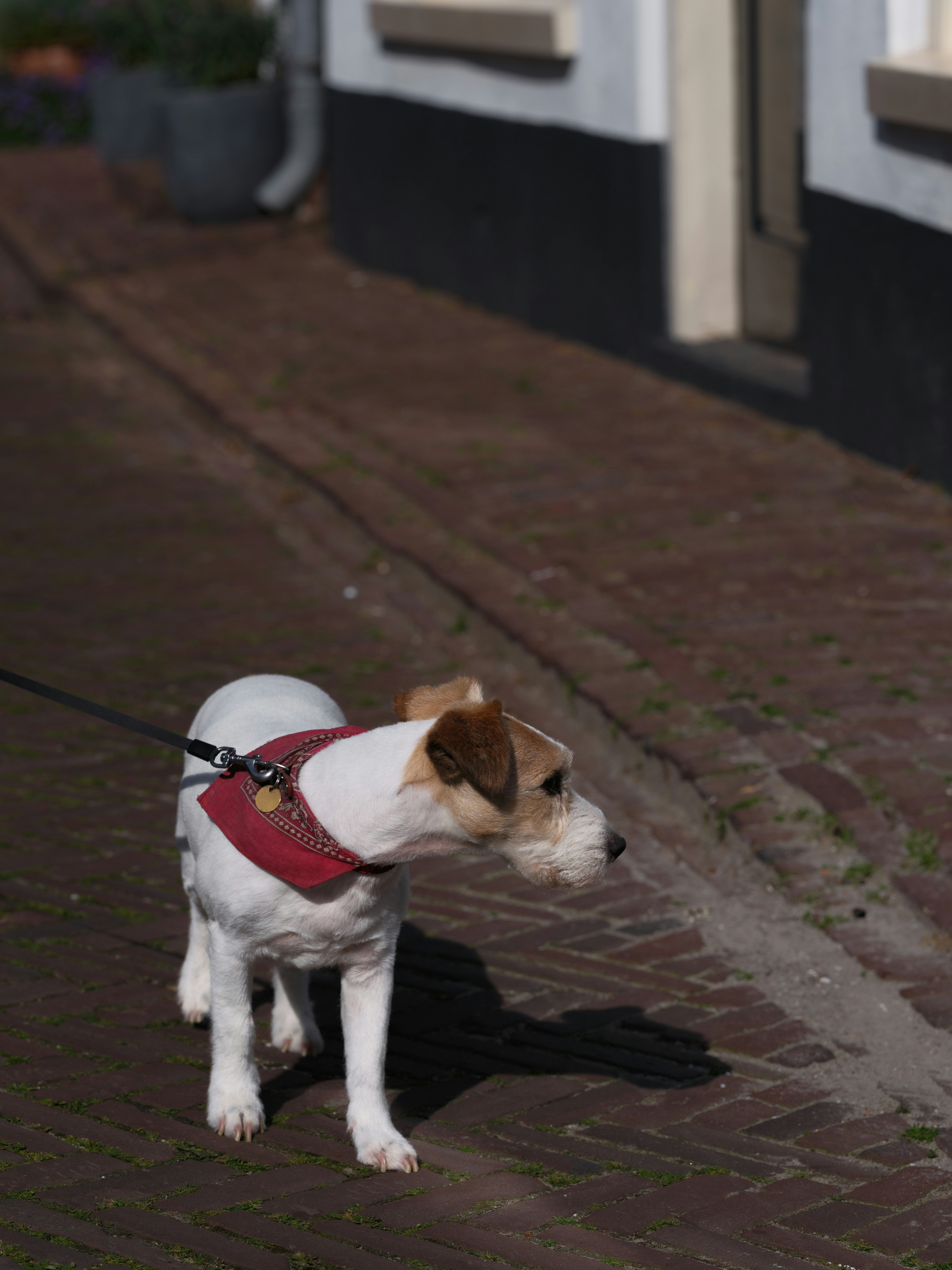 Leashed Explorer: A Terrier Stares Toward the Street