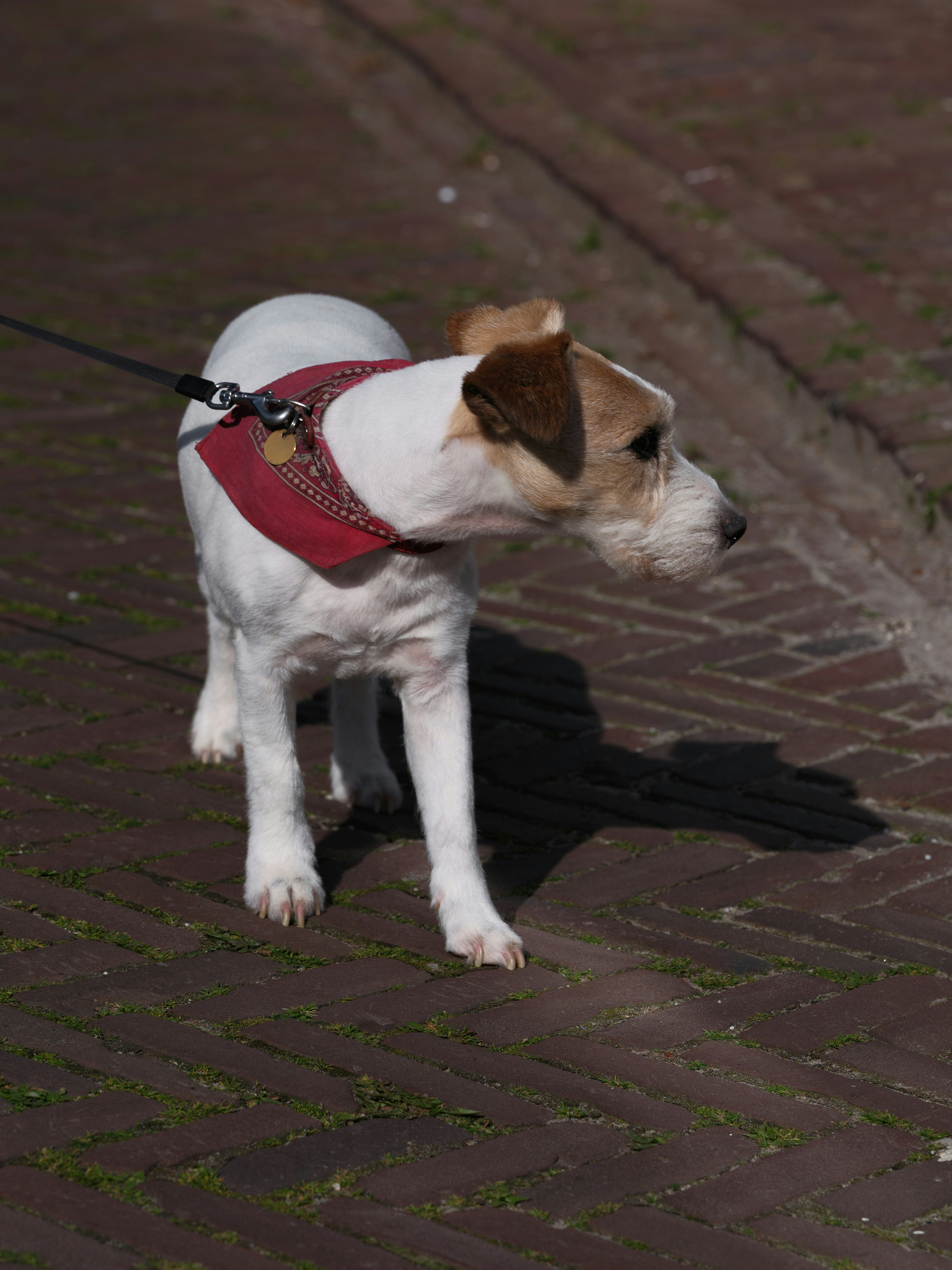 Leashed Wanderer: A Terrier at the Edge of the Brick Path