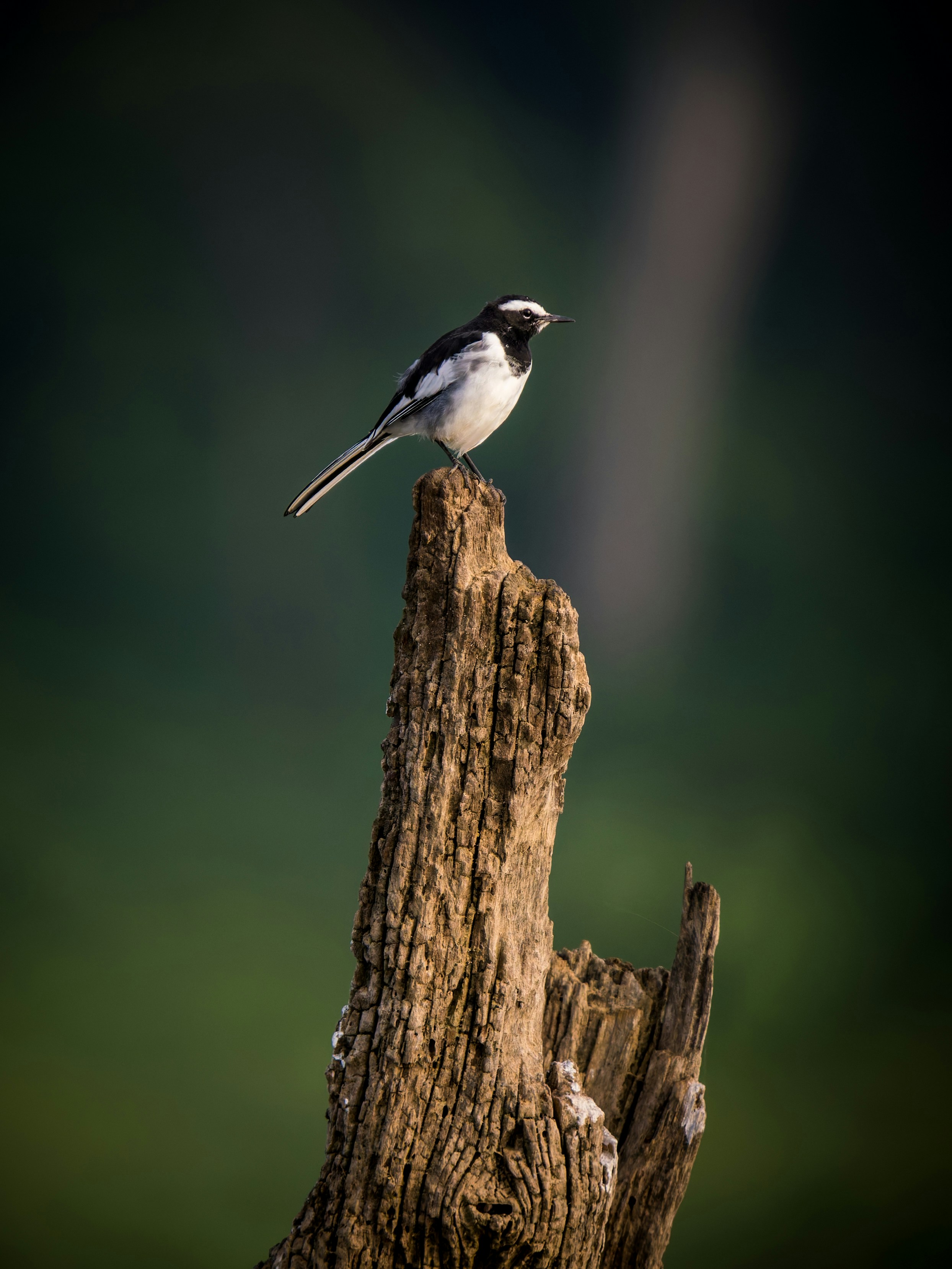 Bird on Weathered Reed: A Tiny Stalwart Against the Green Fade