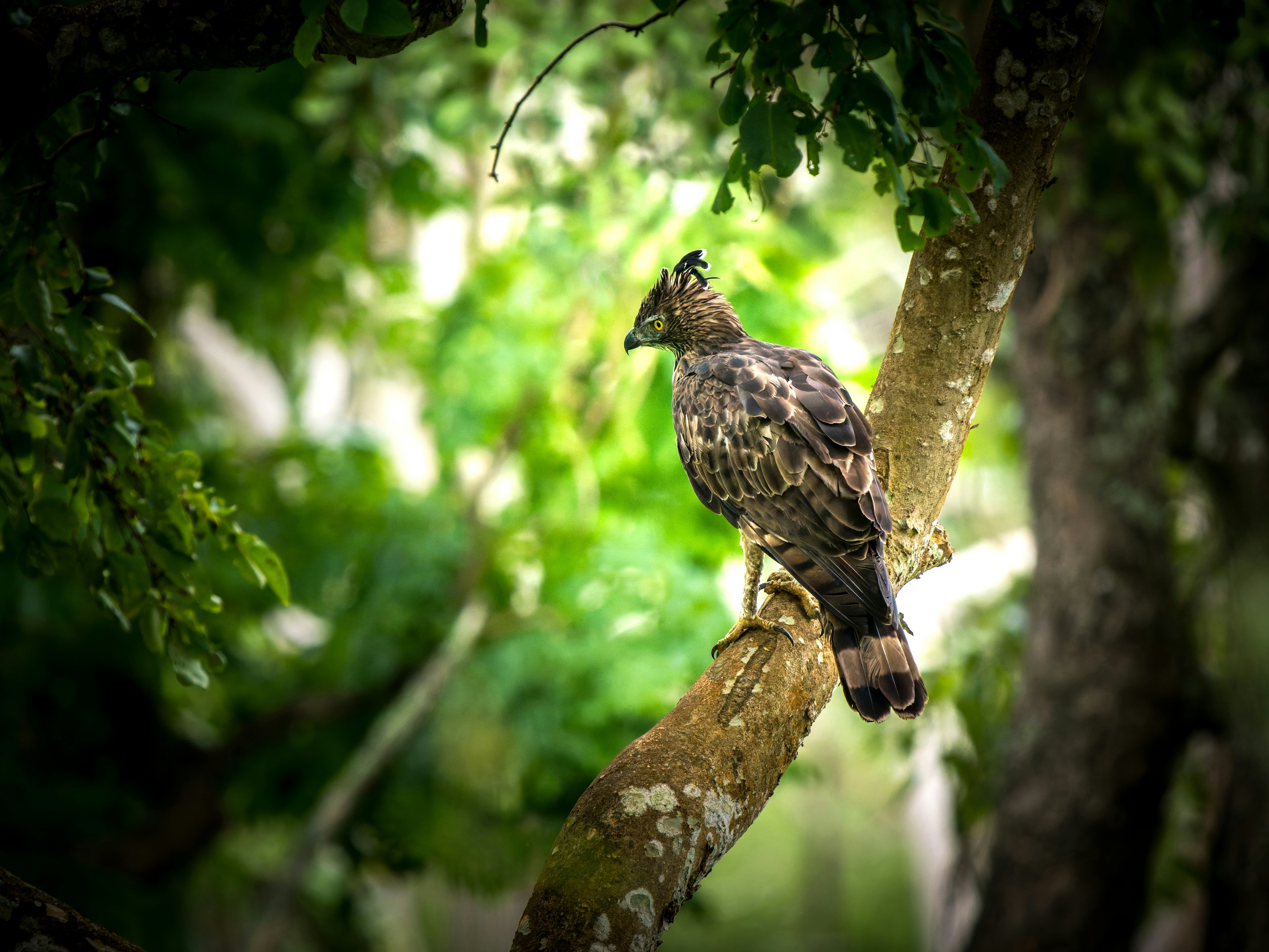 Perched Vale: a hawk- like bird surveying a sun-dappled canopy