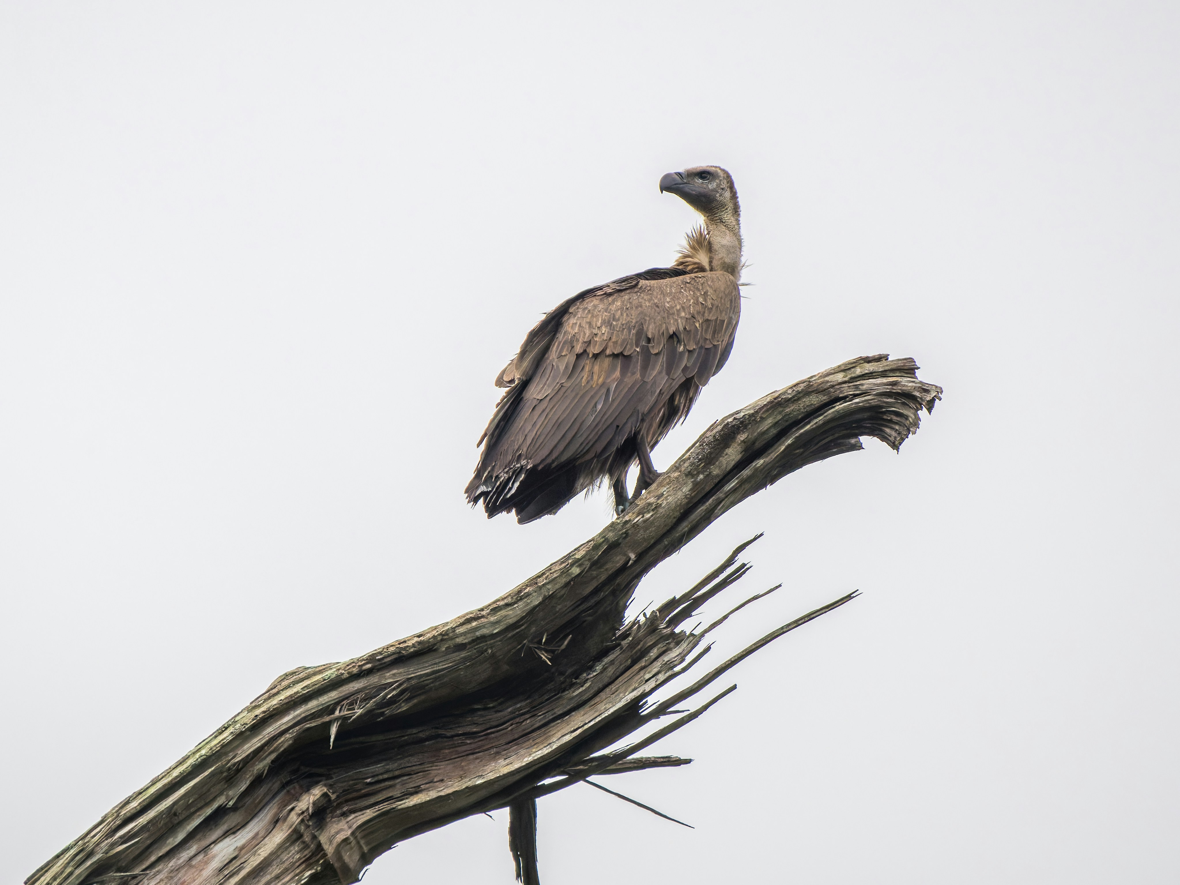 Sentry on the Gnarled Branch