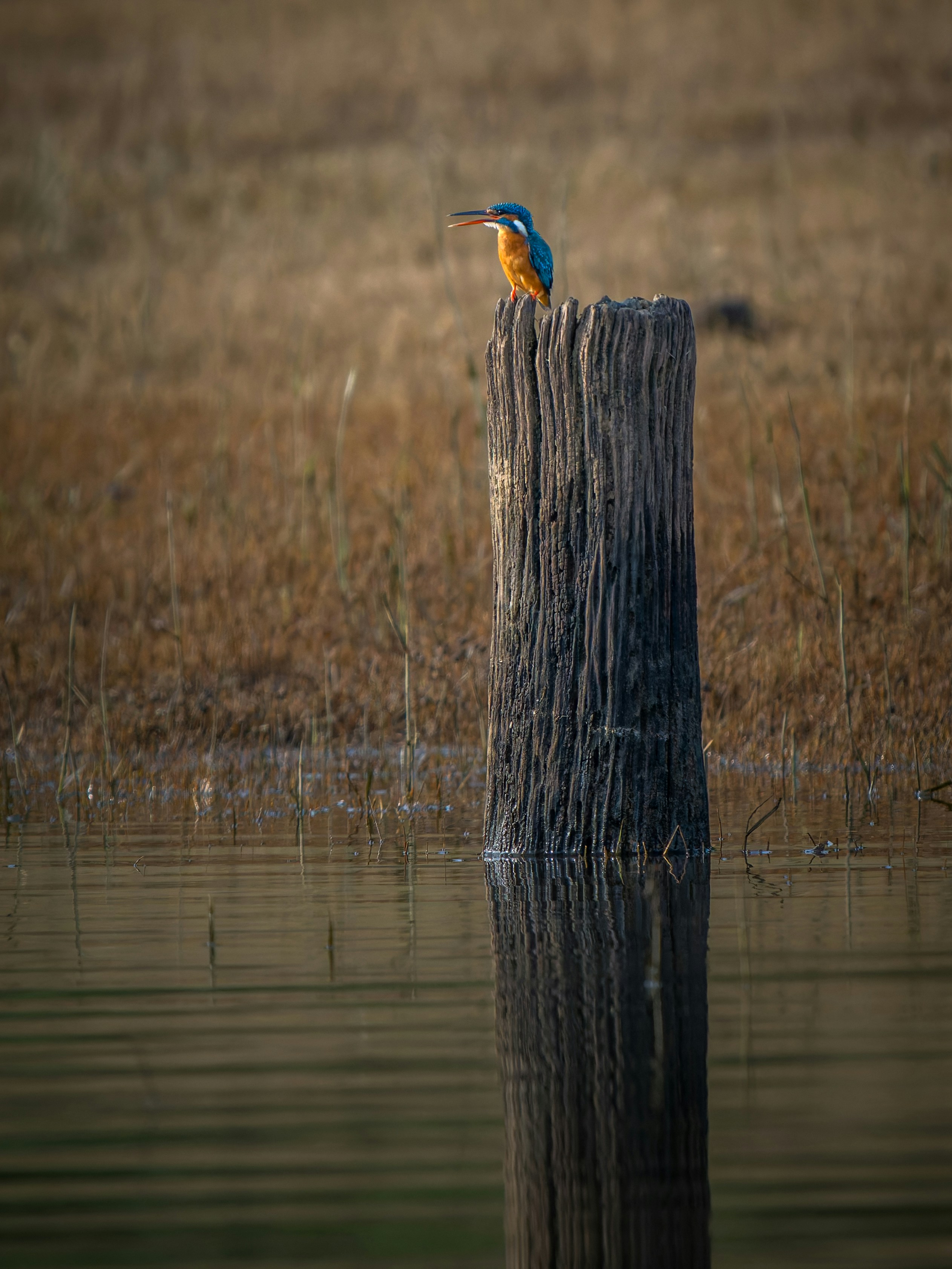 Kingfisher Perched on a Weathered Post, Echoes of Wetland Quiet