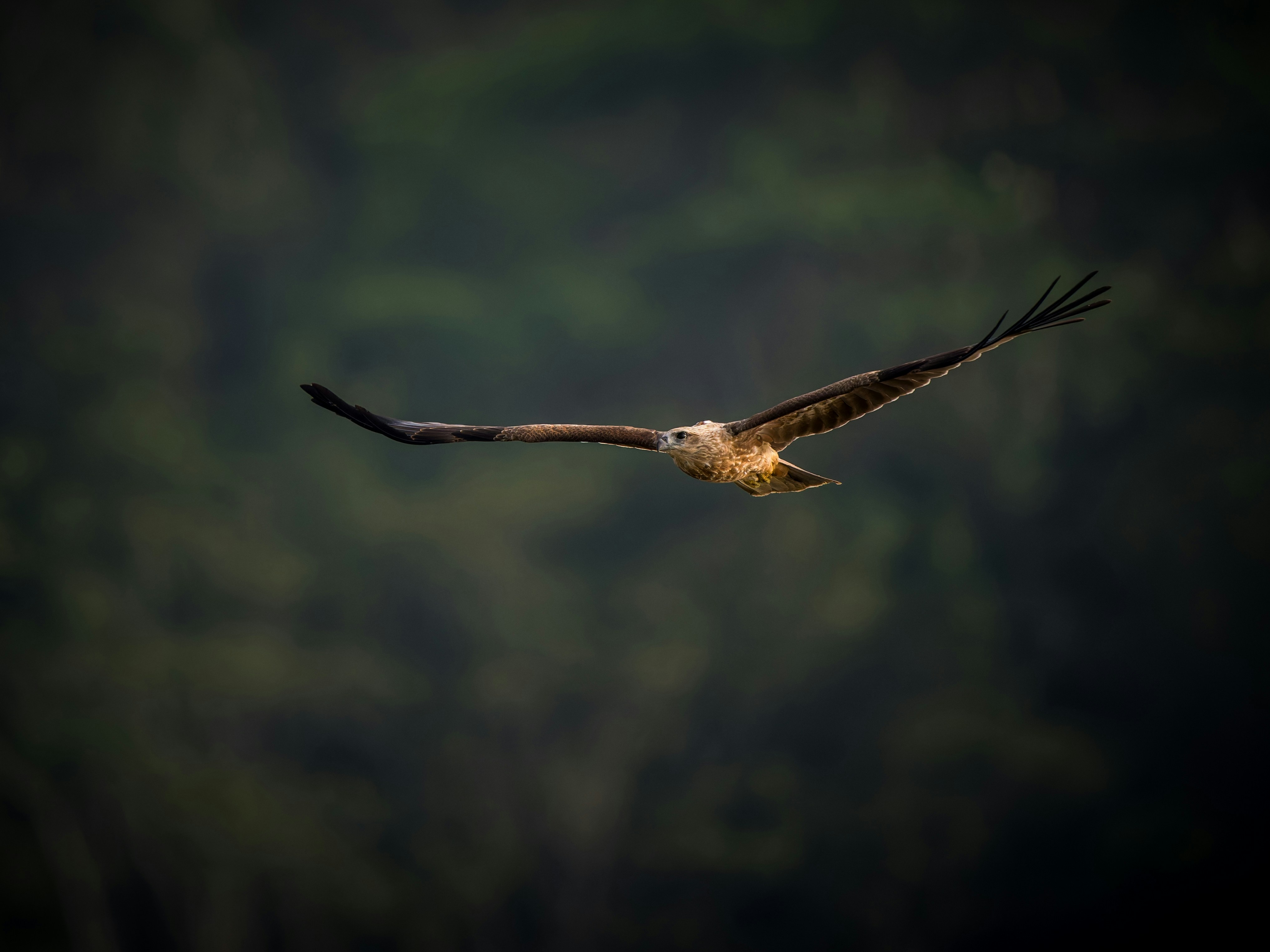 Ridge-Eagle in Focus: Soaring Over a Sapphire Forest
