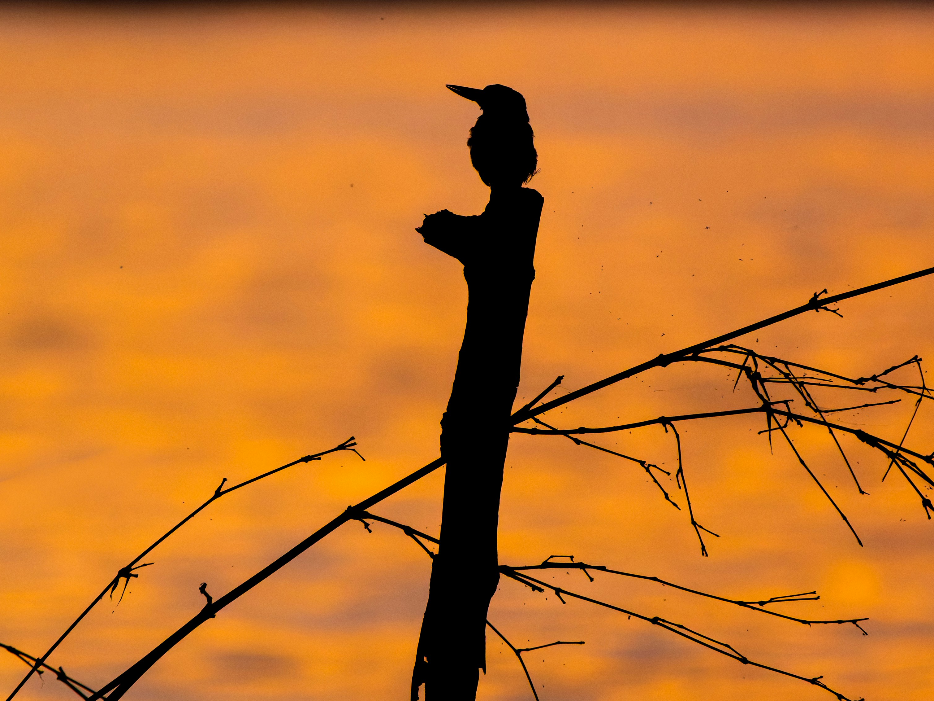 Silhouetted Bird atop a Thorned Twig at Sunset