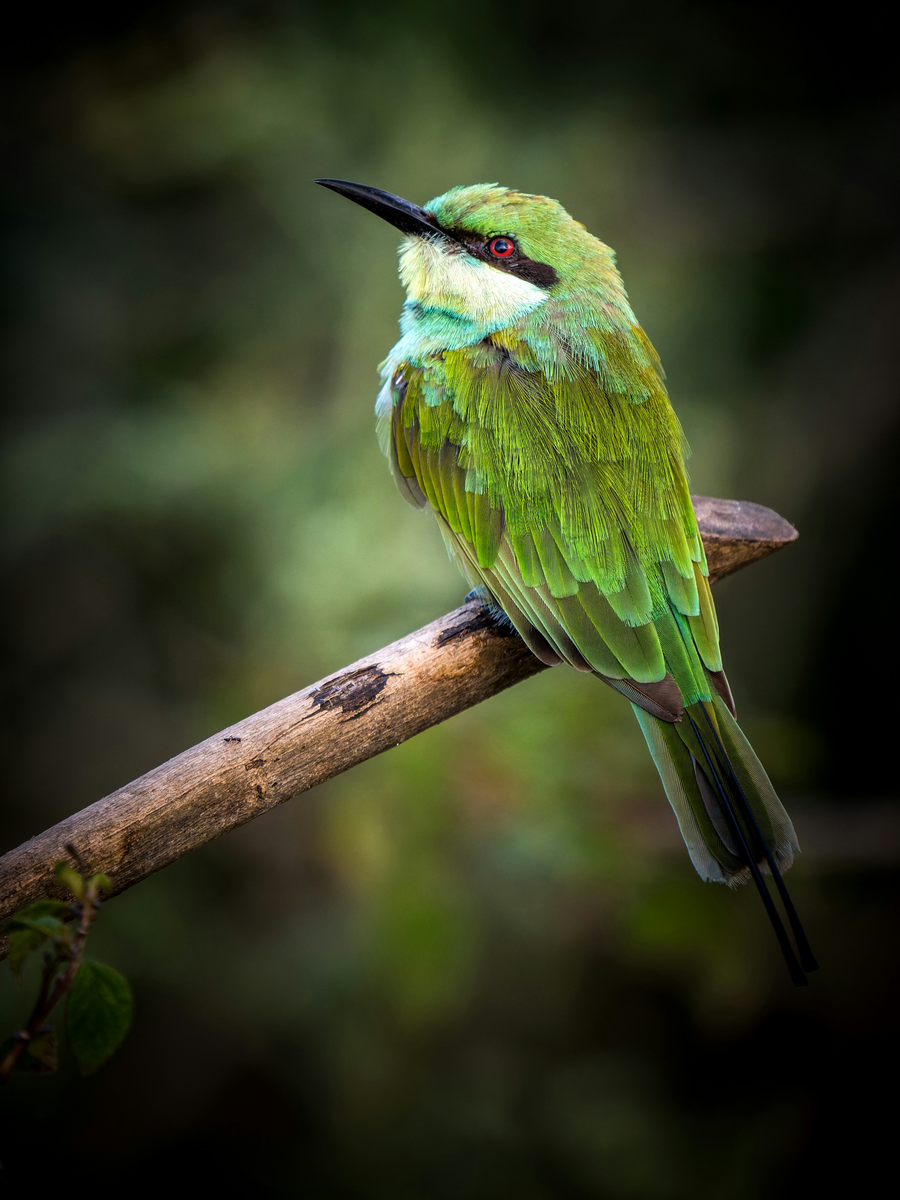 Emerald Green Kingfisher with a Curved Perch