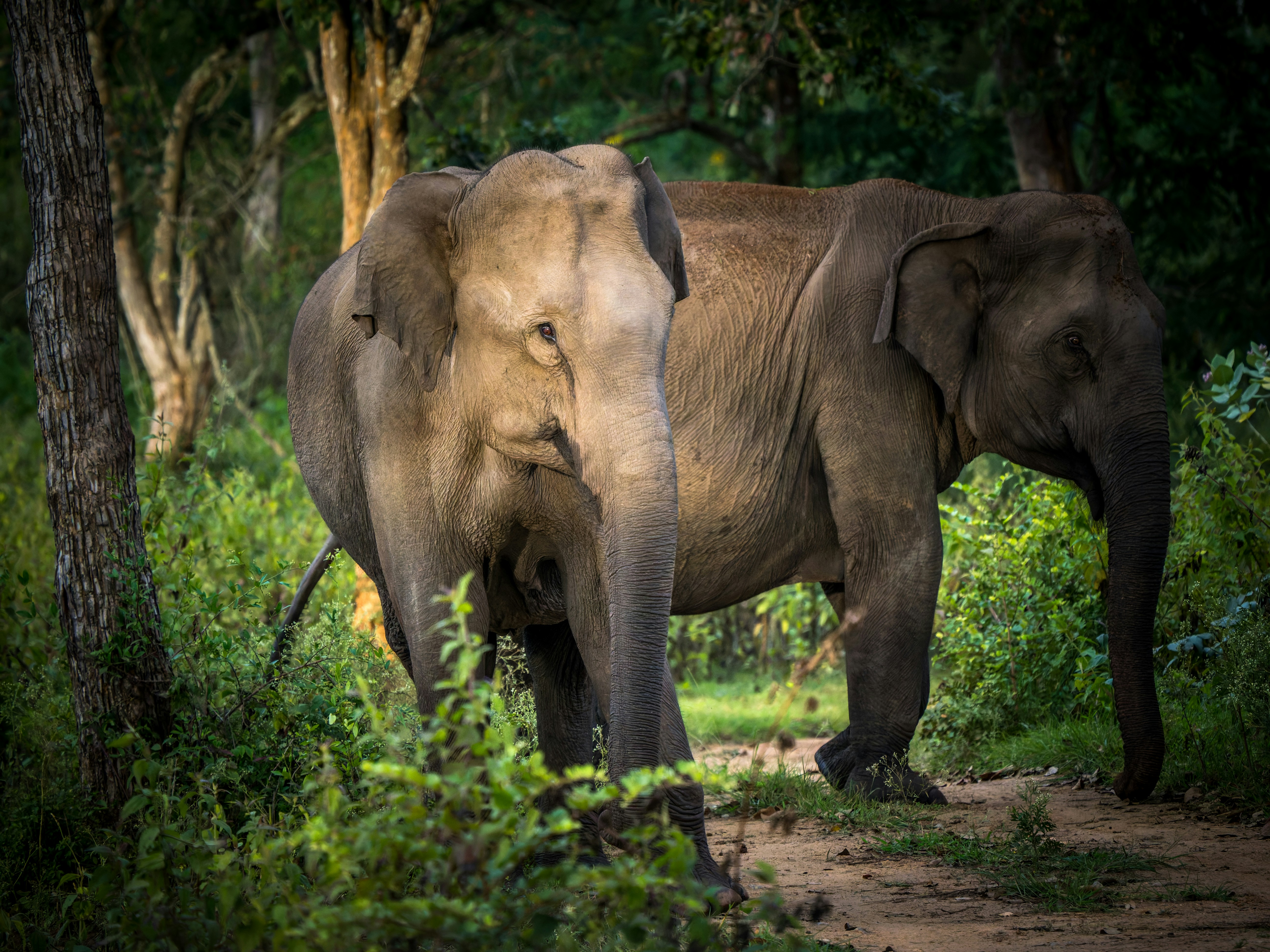 Twin Giants in the Forest: A Gentle Stance Beyond the Brush