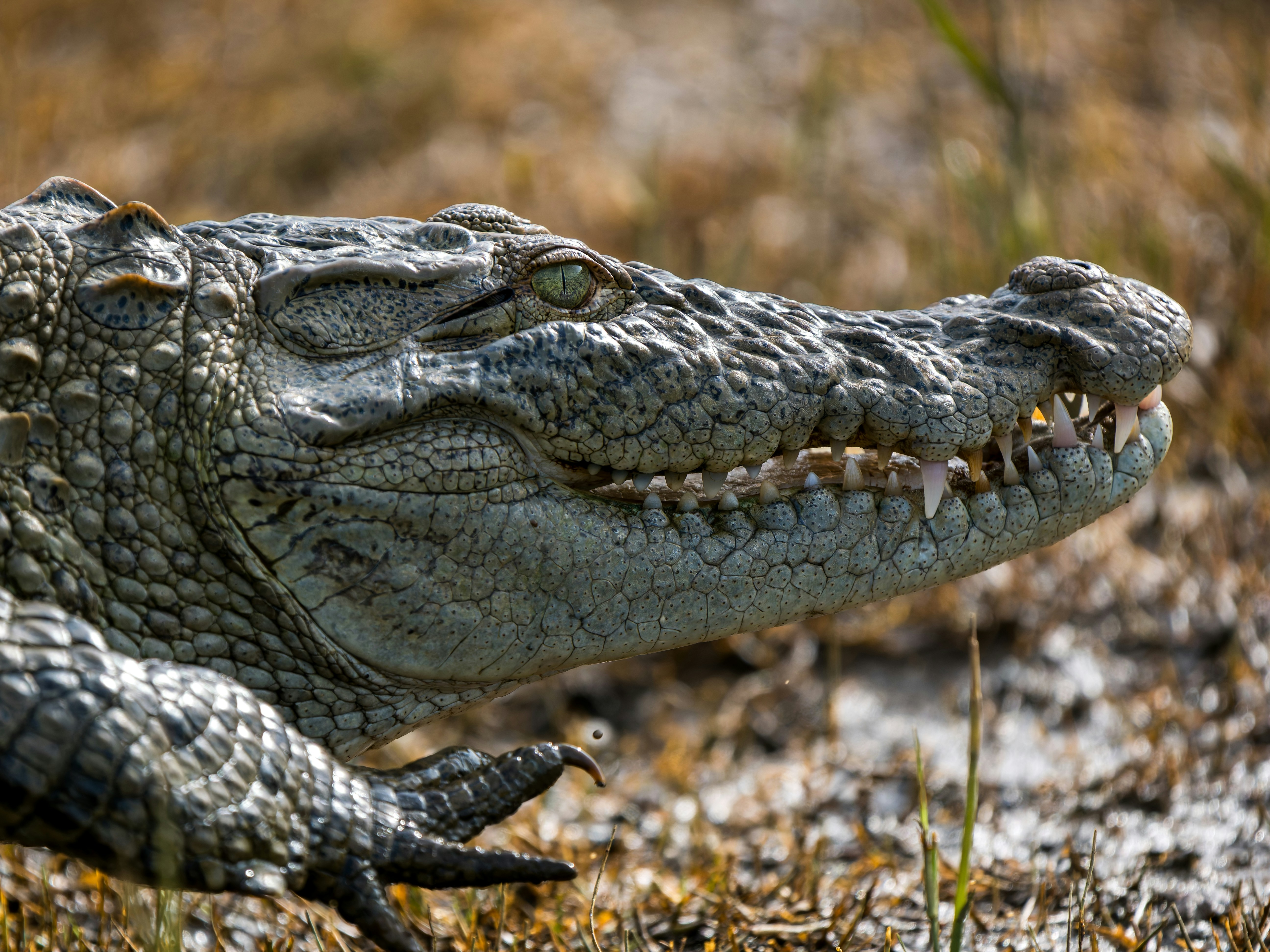 Crocodile Contemplation: Sunlit Scales and a Razor’s Gaze