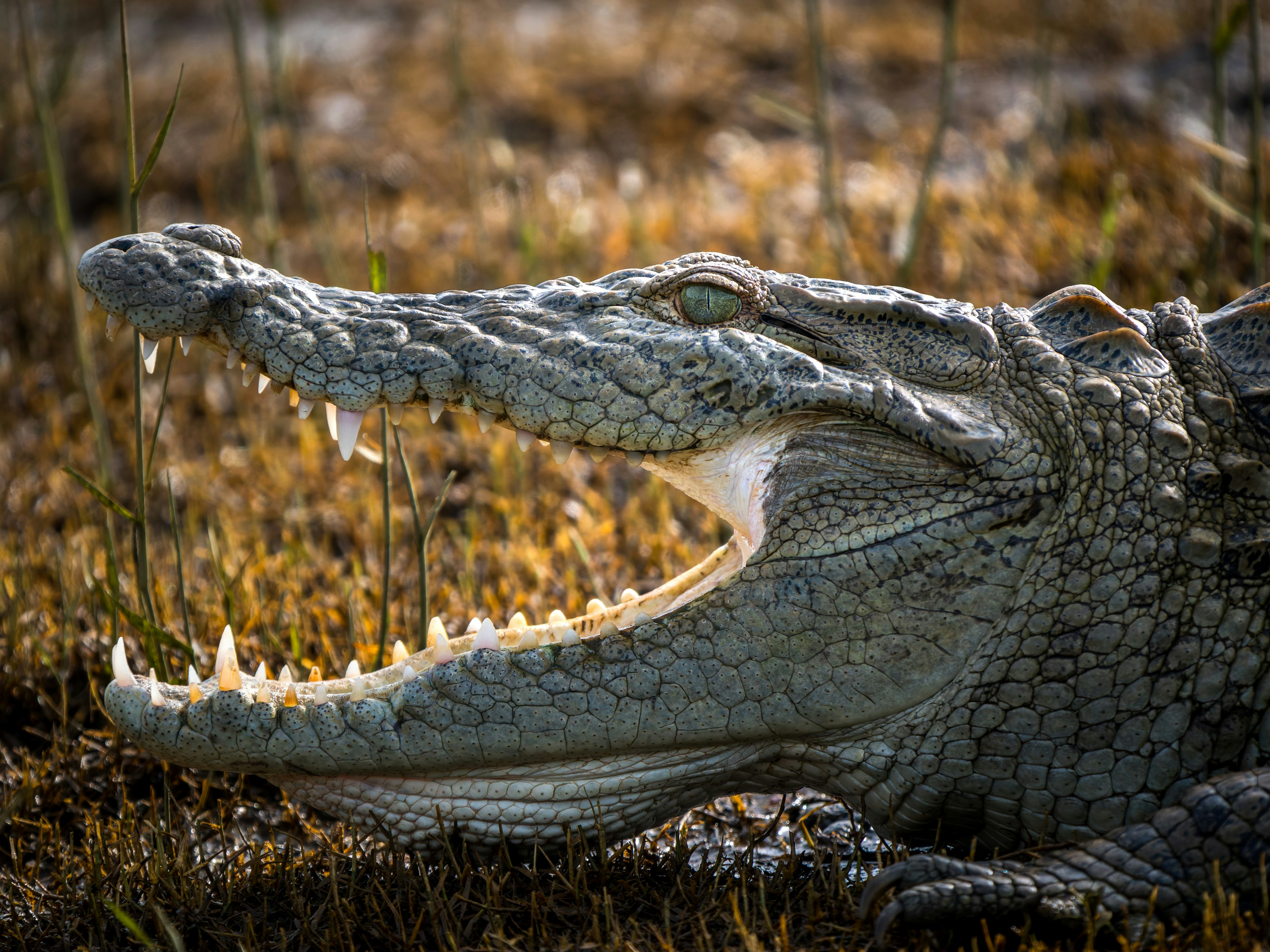 Toothy Gaze: Croc at the Waterline