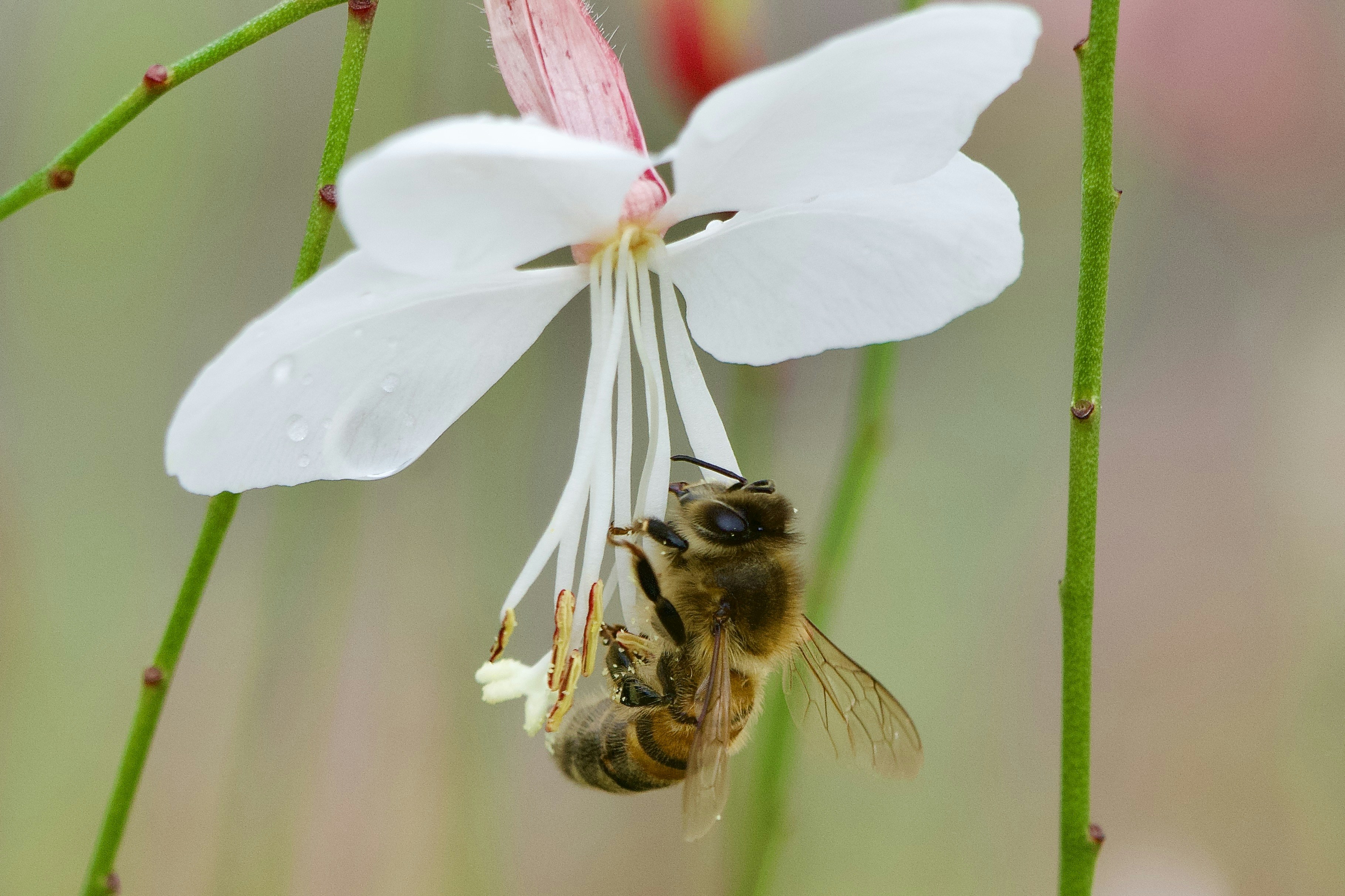 Pollinator at the Petal Edge