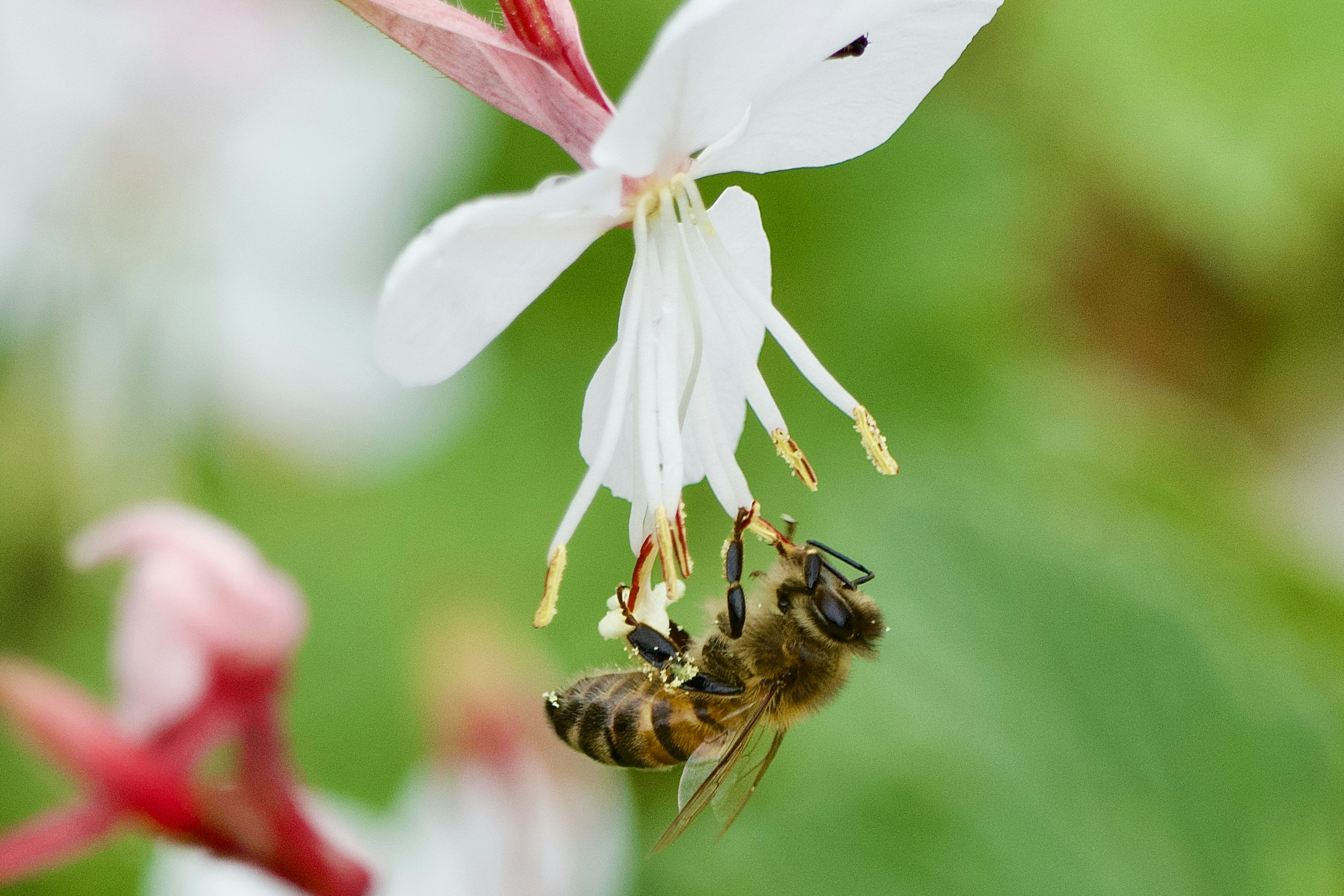 Pollinator at Dusk: A Bee's Delicate Forage on a White Blossom
