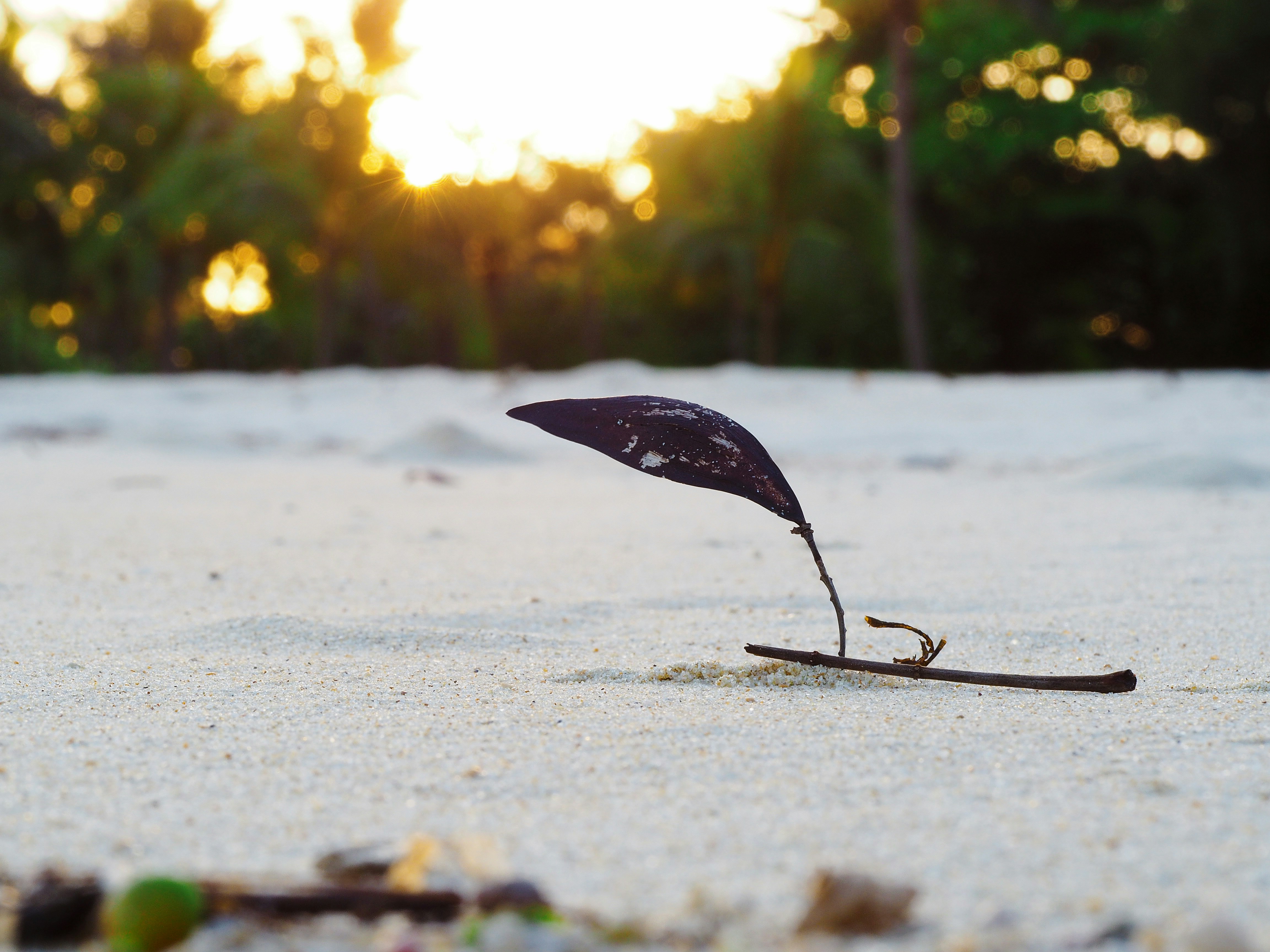 Lonely Leaf Silhouette on Moonlit Sand