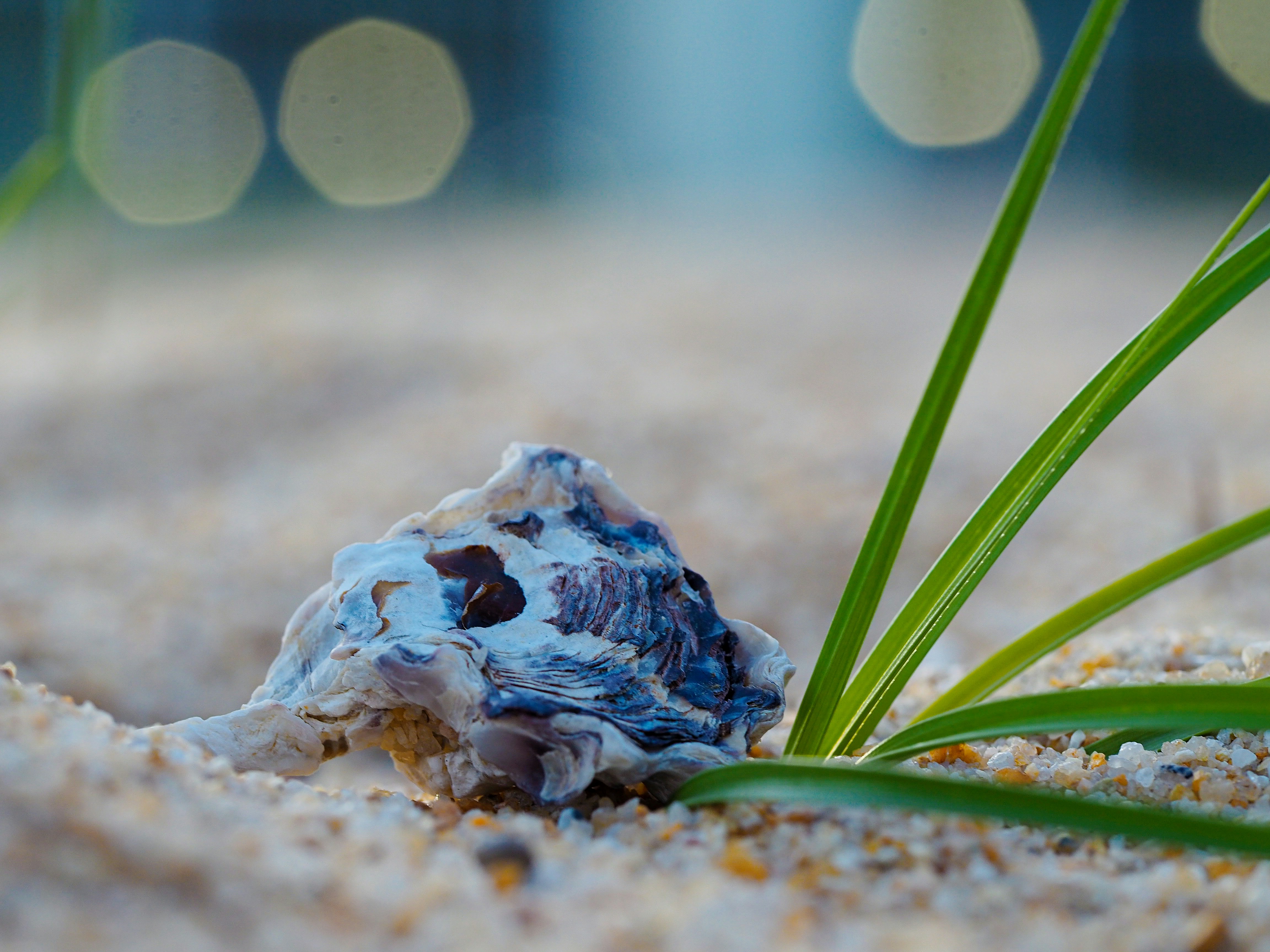 Blue-tinged seashell amid sandy blades of grass