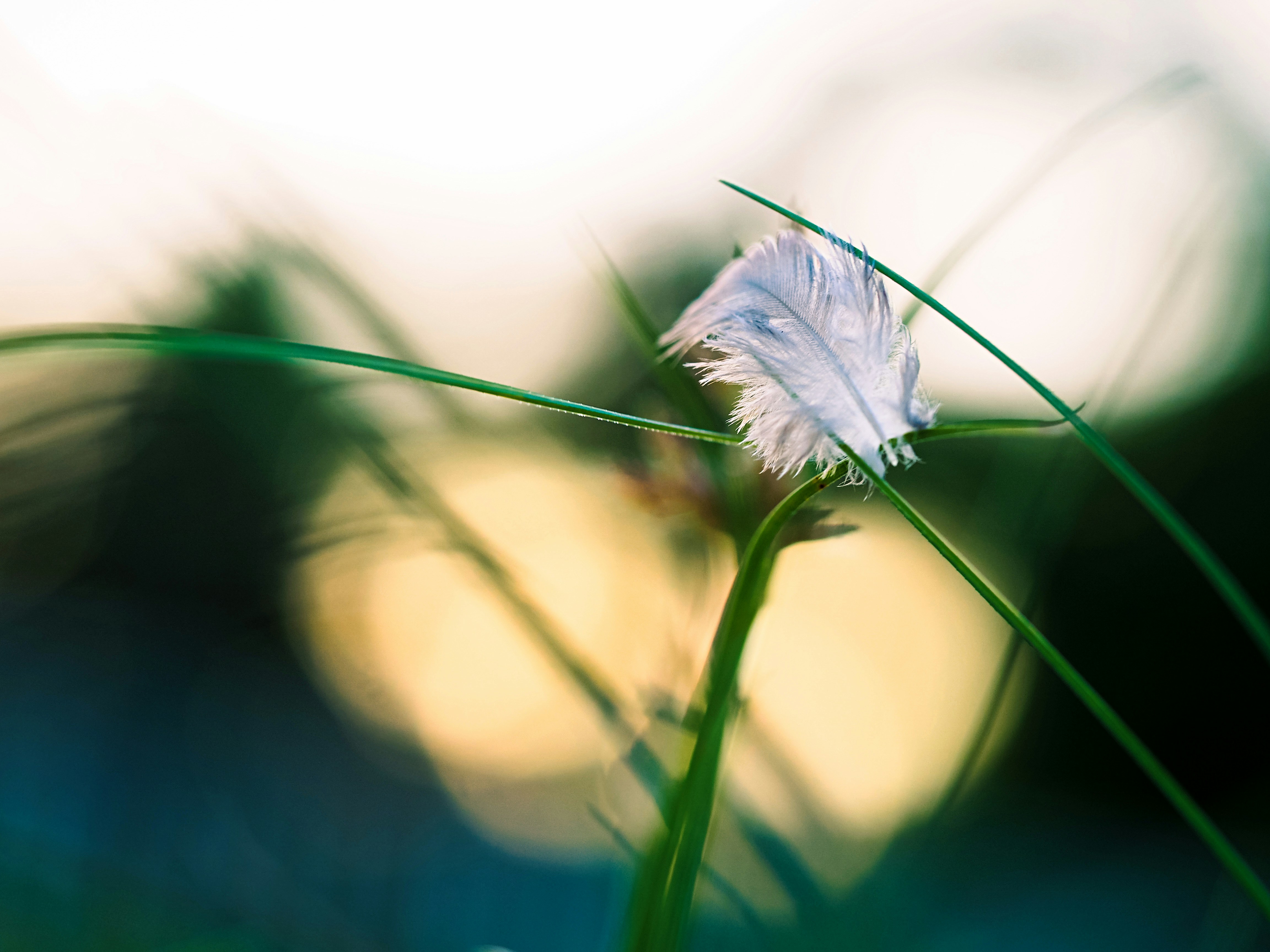 Desaturated Dandelion Quill Against Blurred Sunset Veil