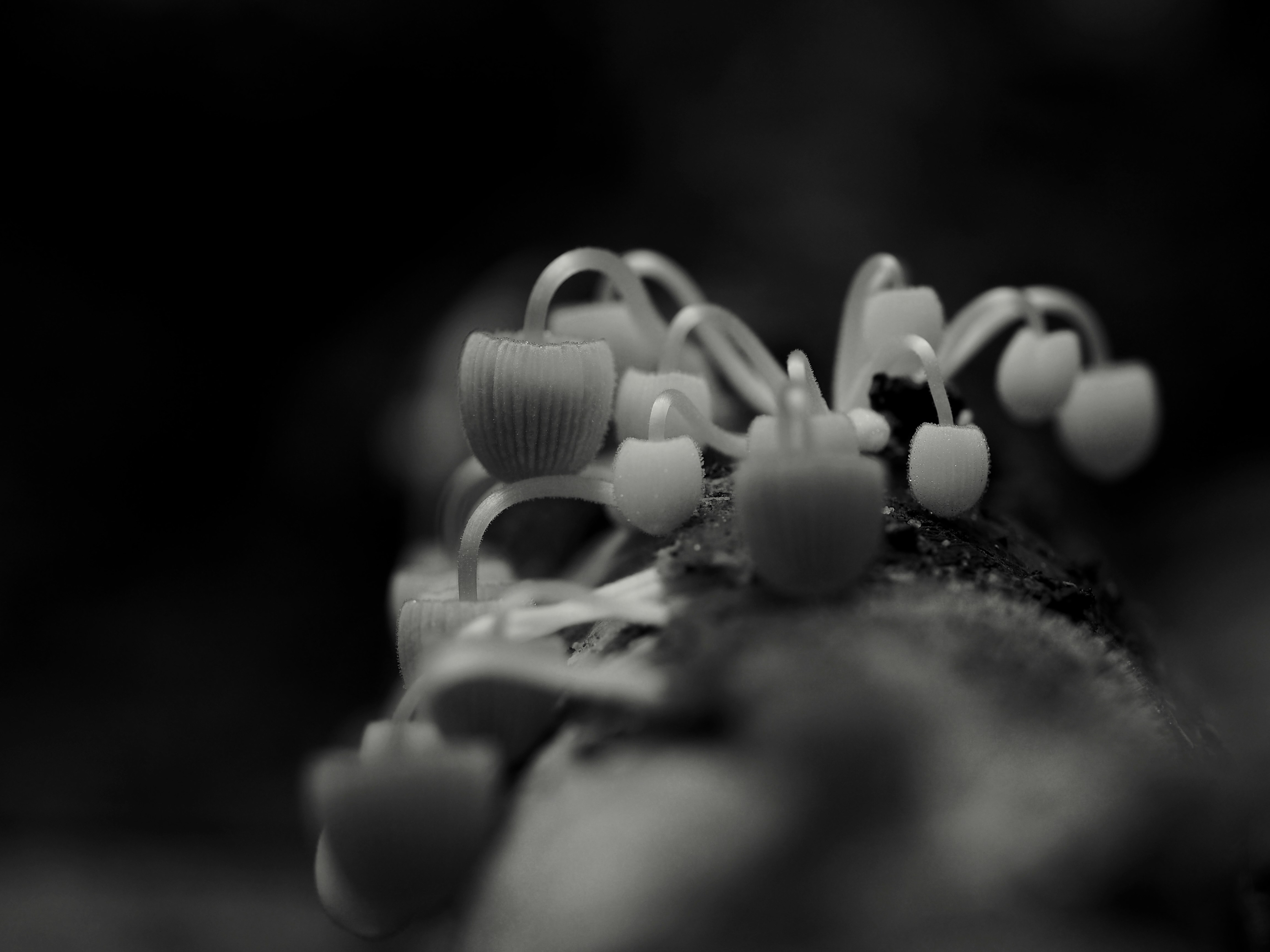 Macro grayscale bloom: tiny fungi on a weathered surface