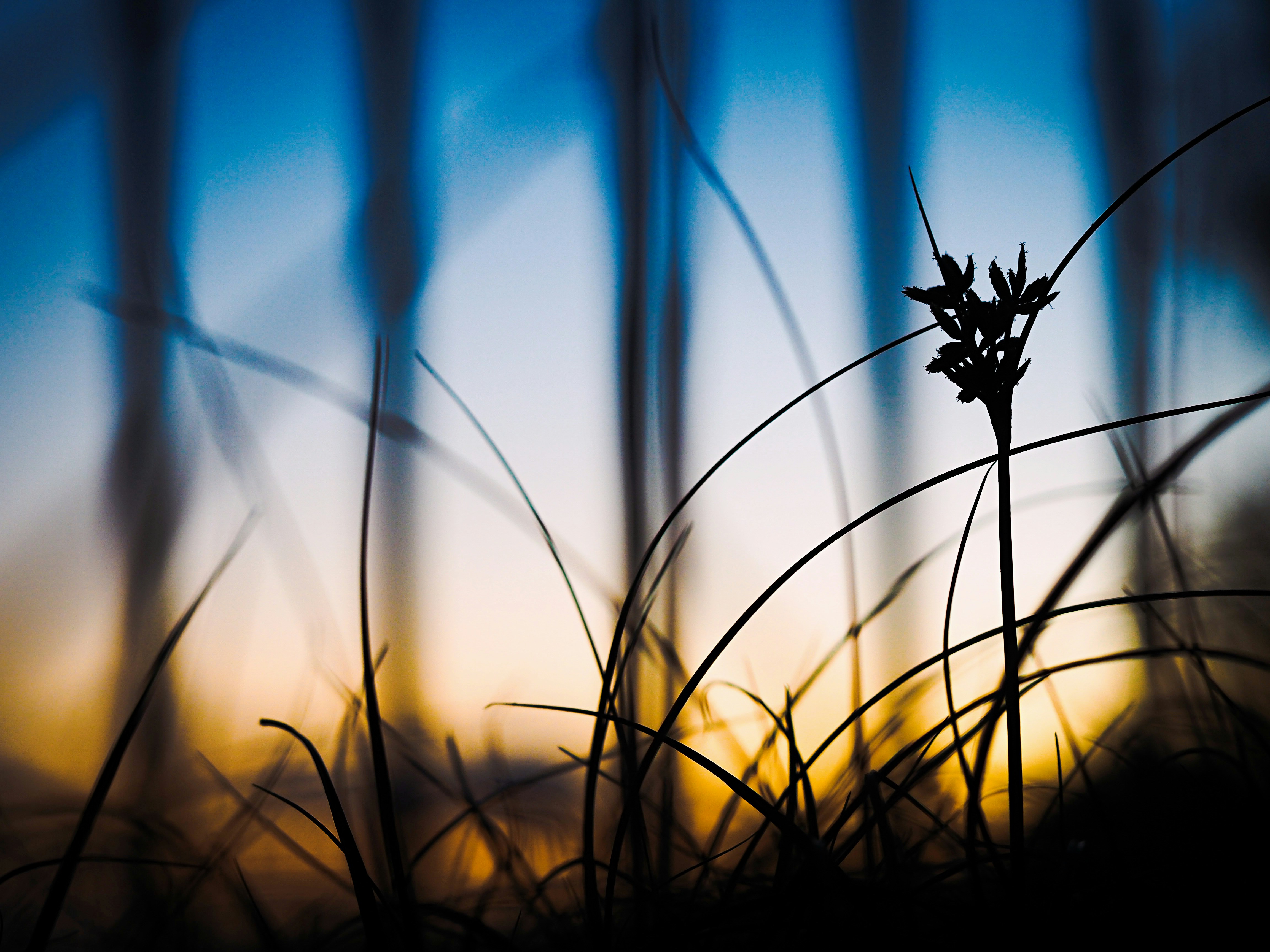 Silhouetted Meadow at Sunset: Framing the Last Flower