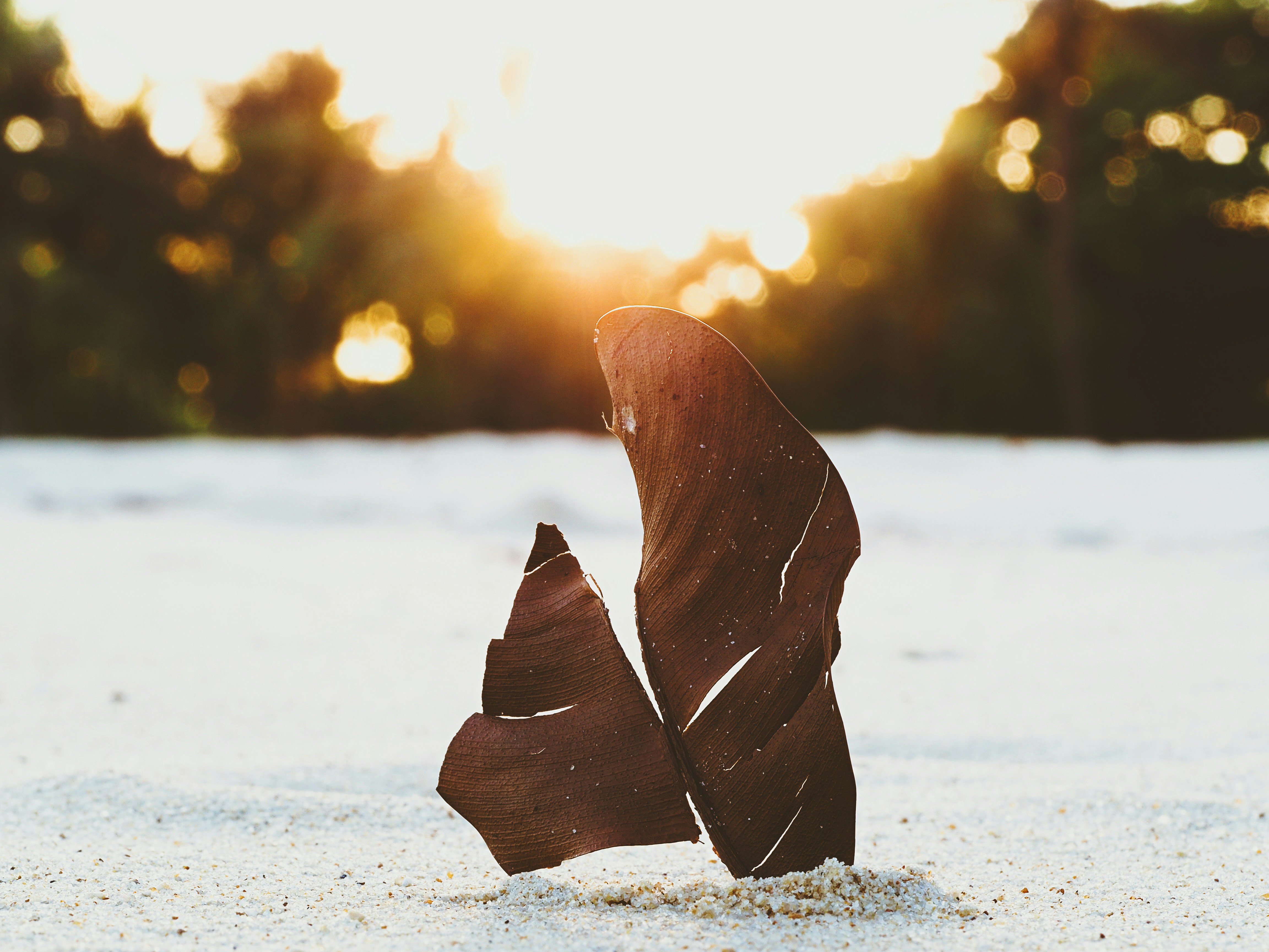 Sunlit Snowbound Fragment in a Winter Field