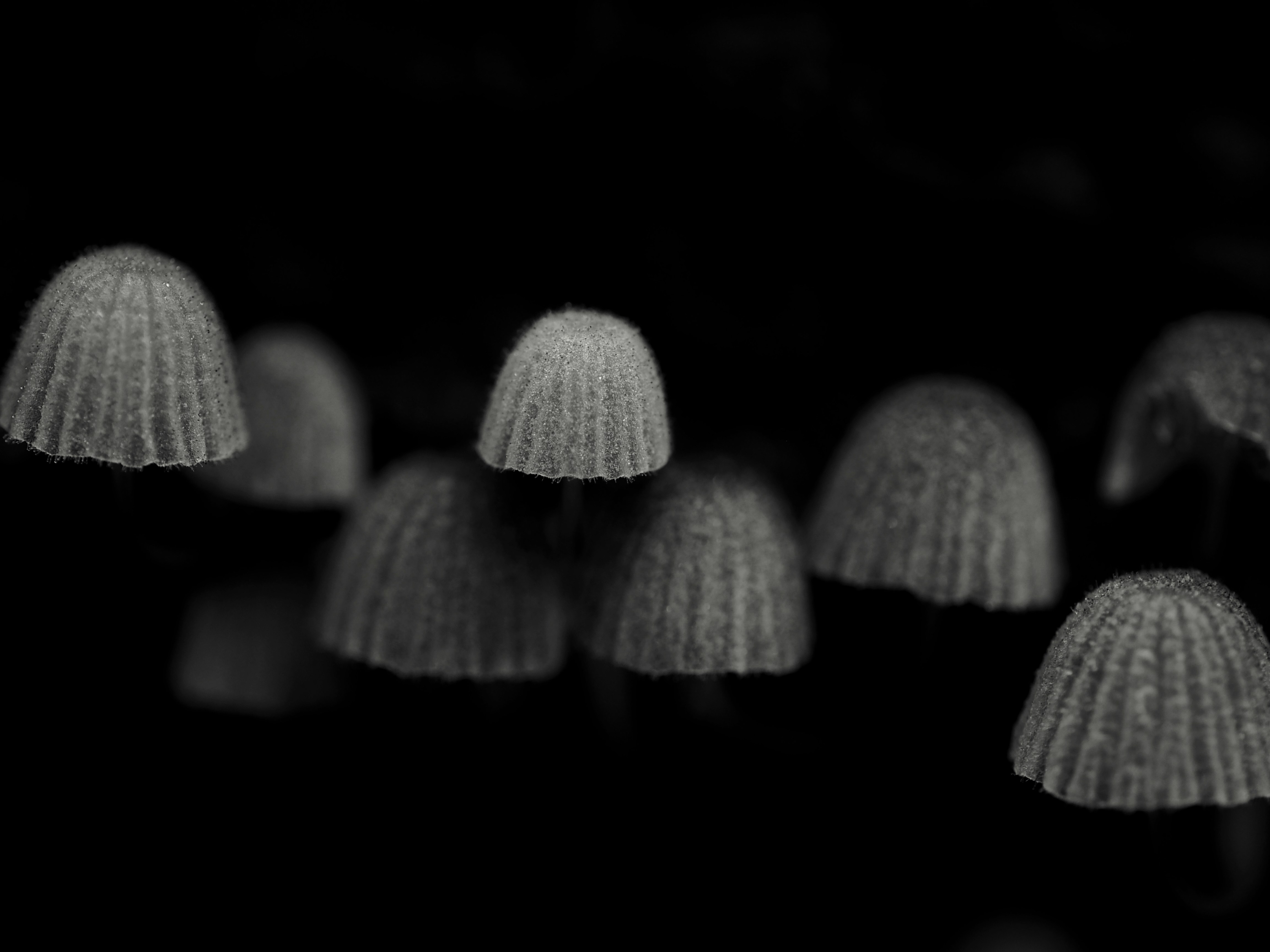 Moonlit Micro-Fungus: Velvet Caps in Silence