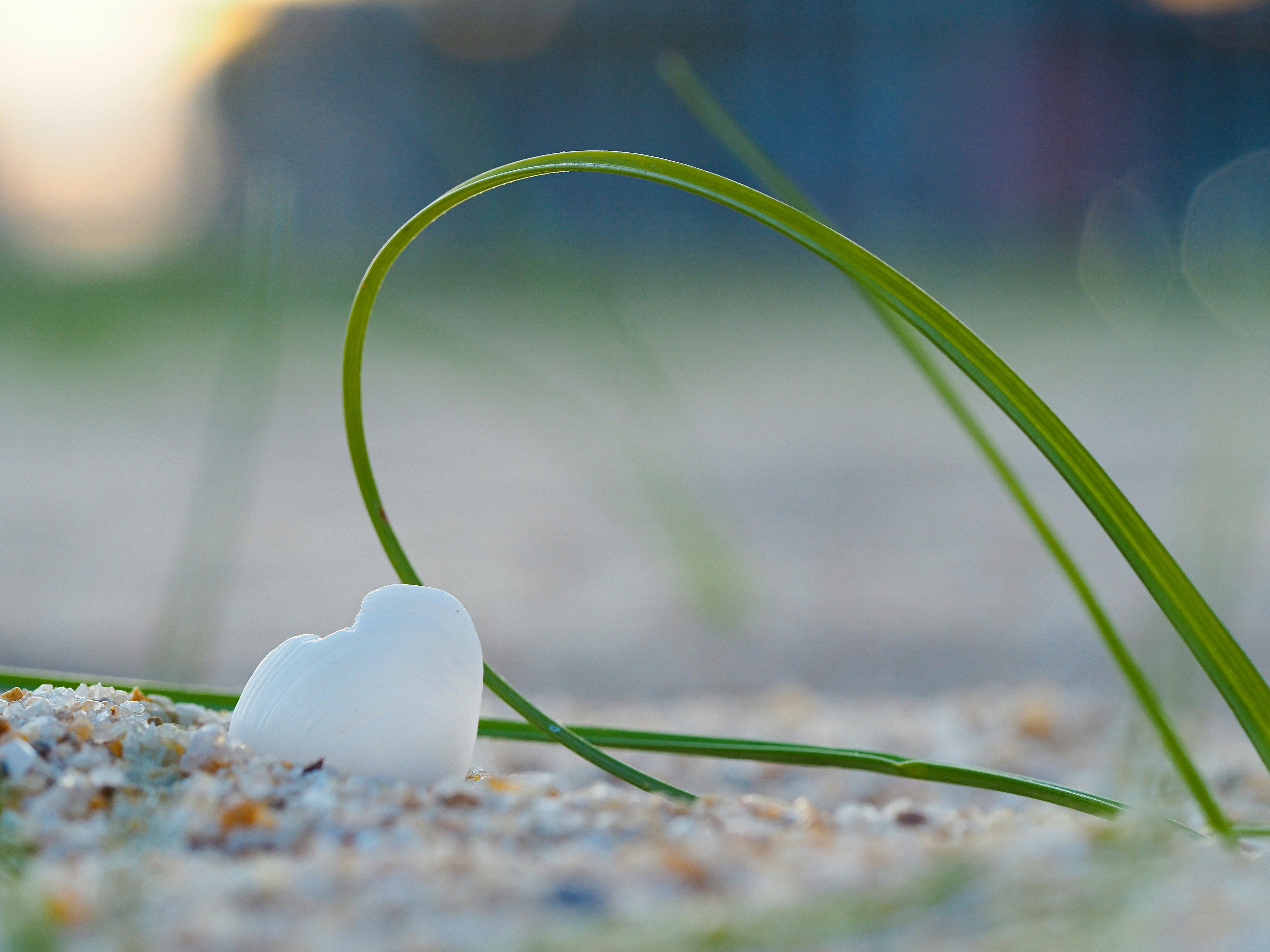 Heart-shaped pebble on a curved blade of grass in shallow focus