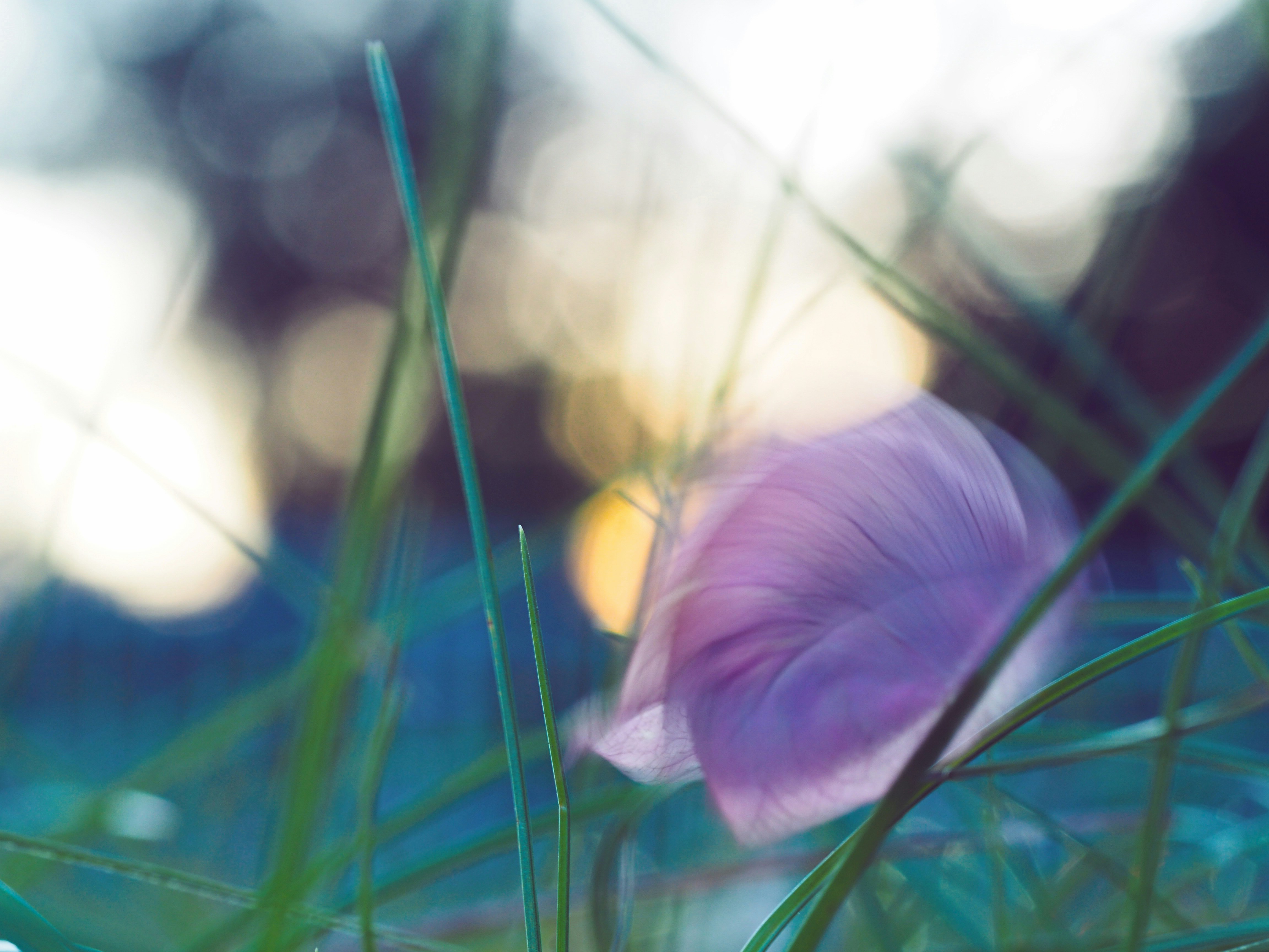 Petal Whisper in Backlit Bokeh